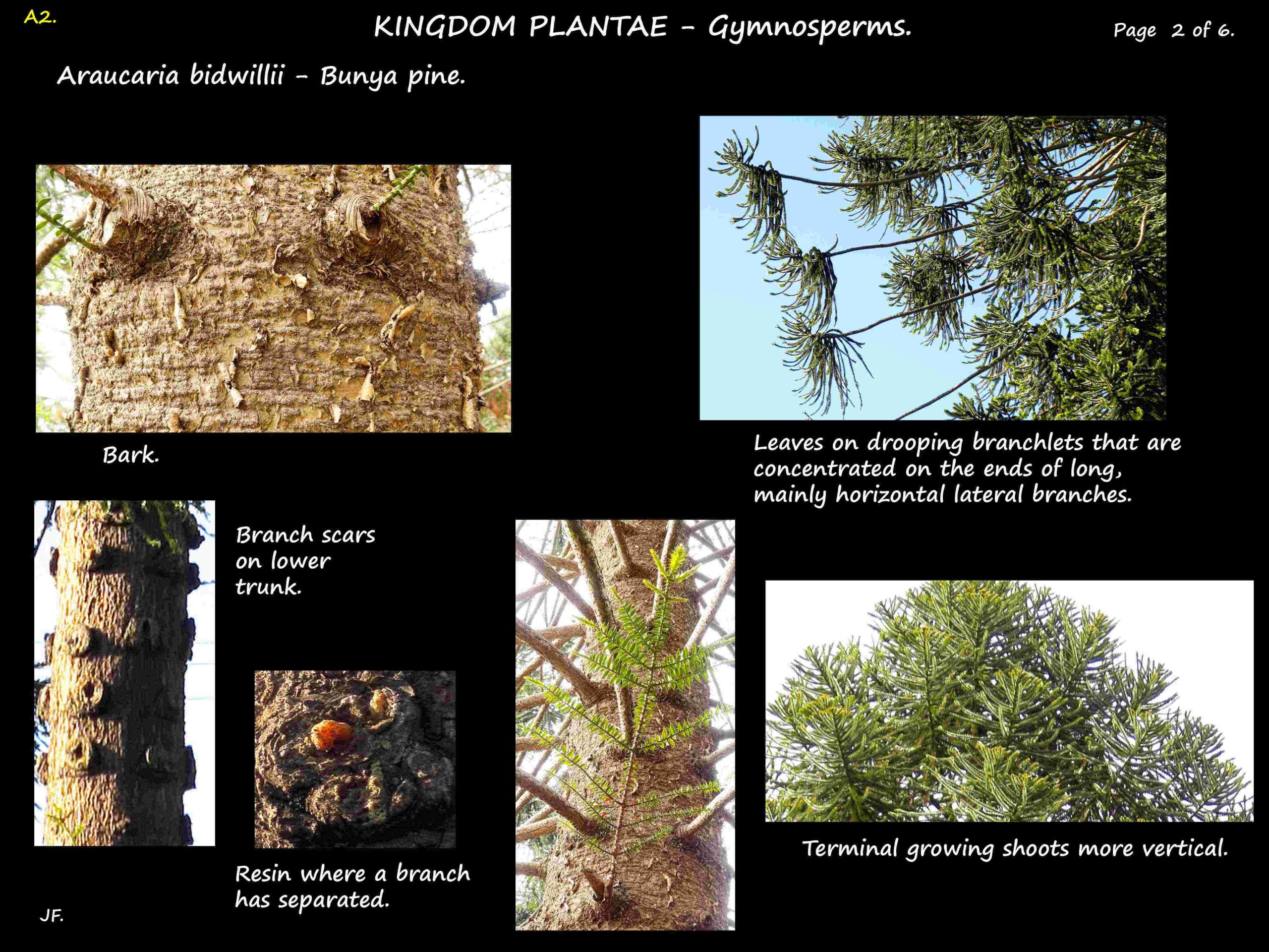 Araucaria bidwillii - Botany Brisbane