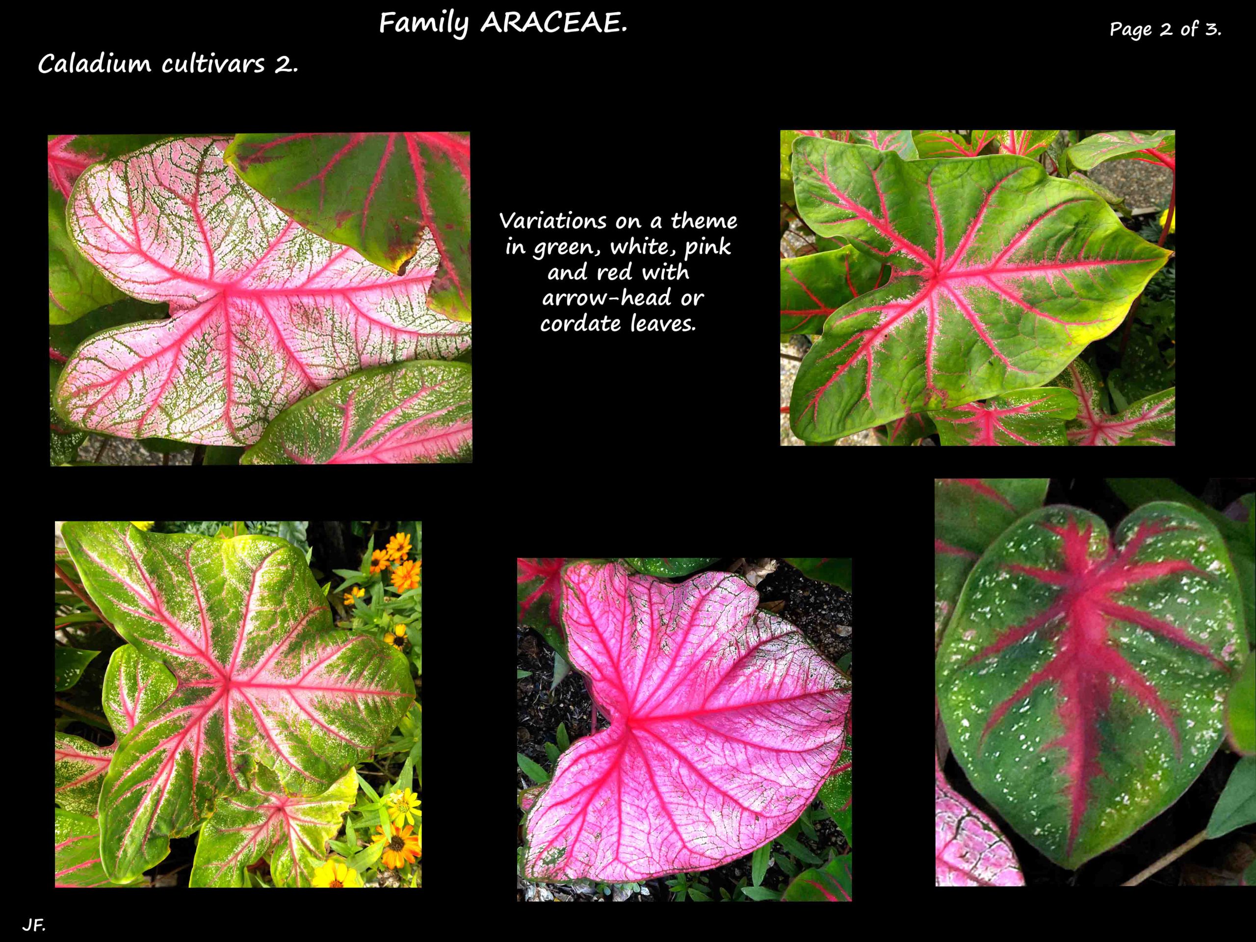 Caladium - Botany Brisbane