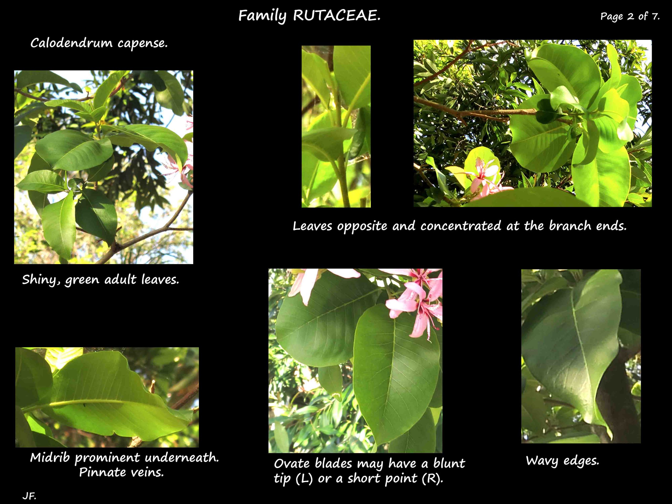 Calodendrum capense - Botany Brisbane