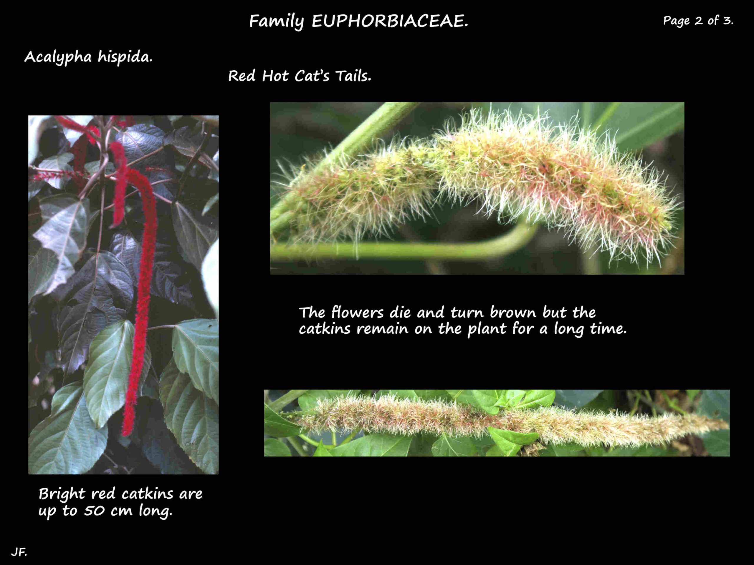 Acalypha hispida - Botany Brisbane