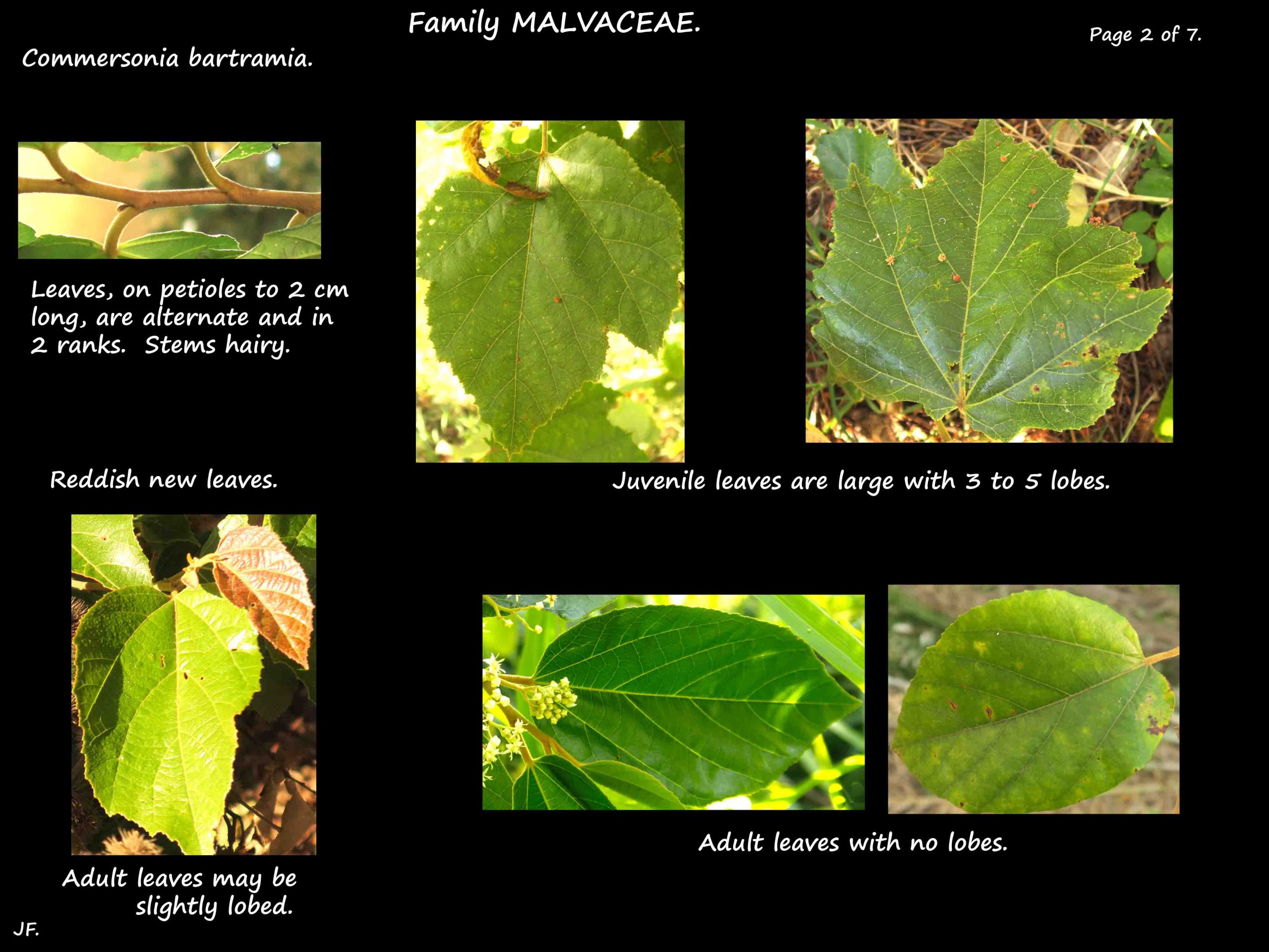 Commersonia bartramia - Botany Brisbane