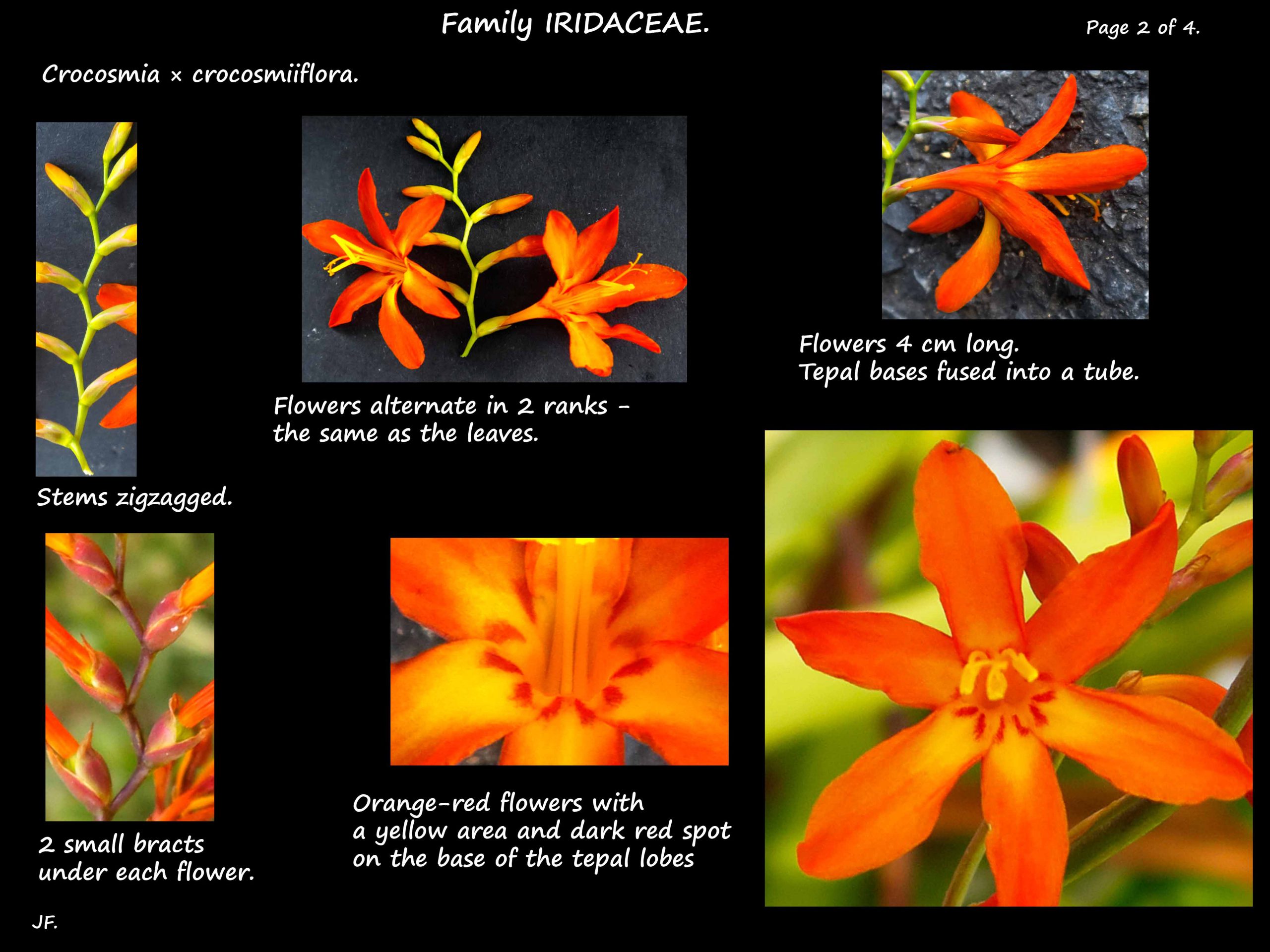 Crocosmia - Botany Brisbane