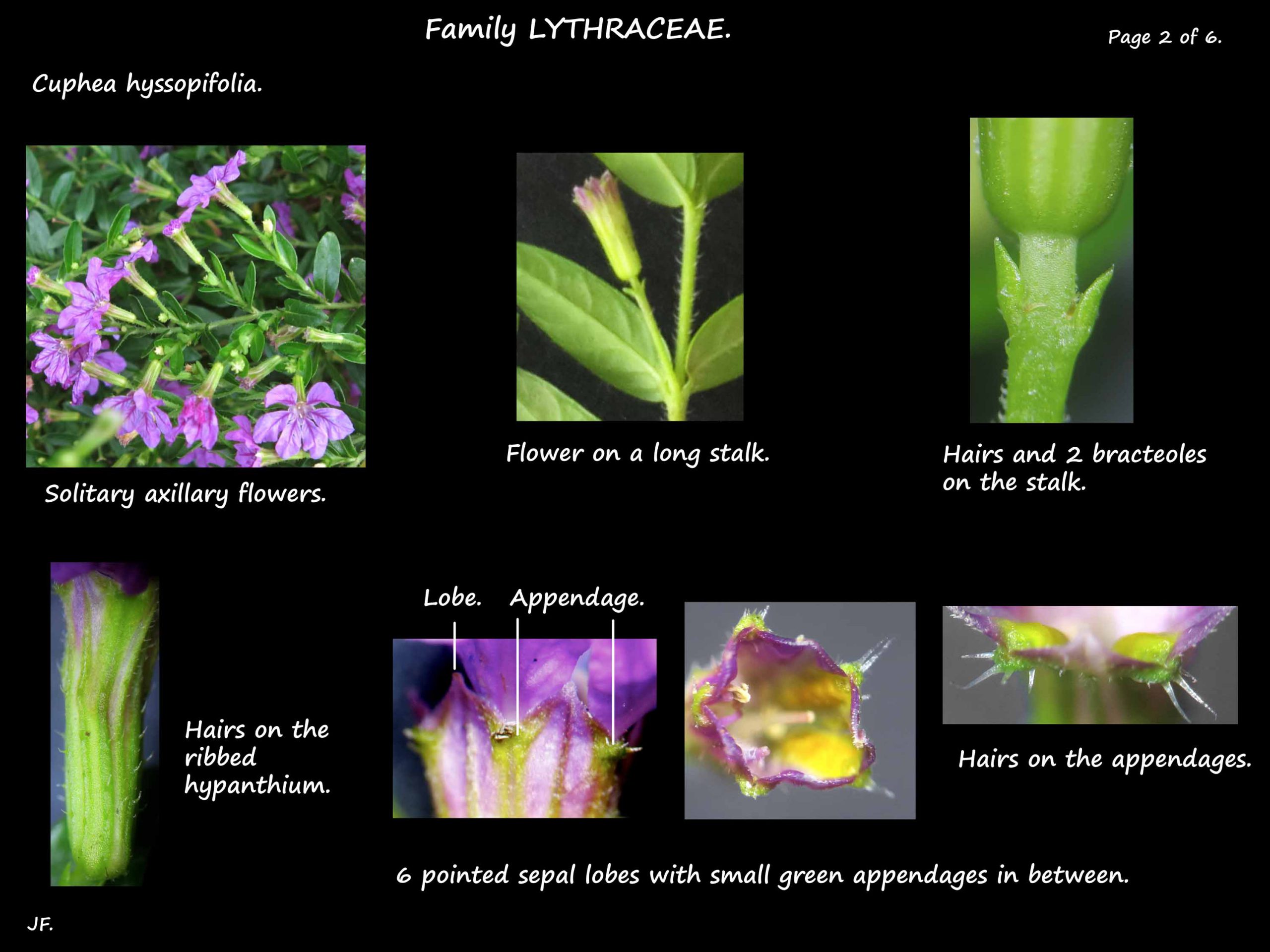 Cuphea hyssopifolia - Botany Brisbane