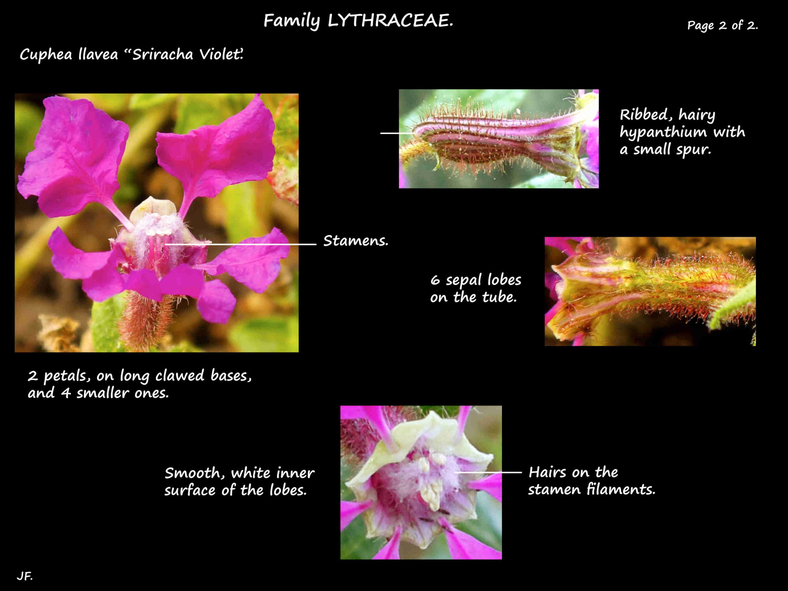 Cuphea llavea 'Sriracha Violet' - Botany Brisbane