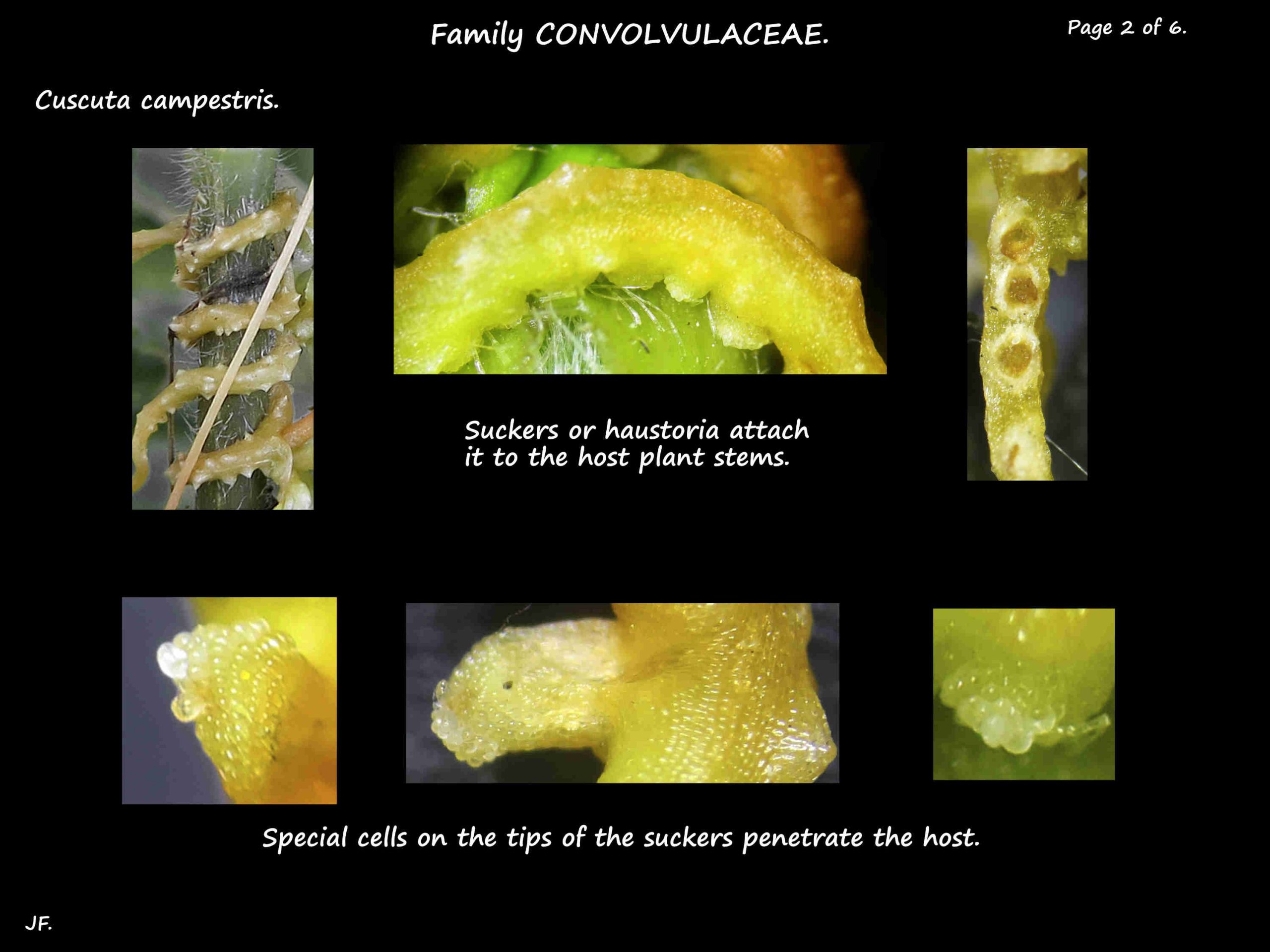 Cuscuta campestris - Botany Brisbane