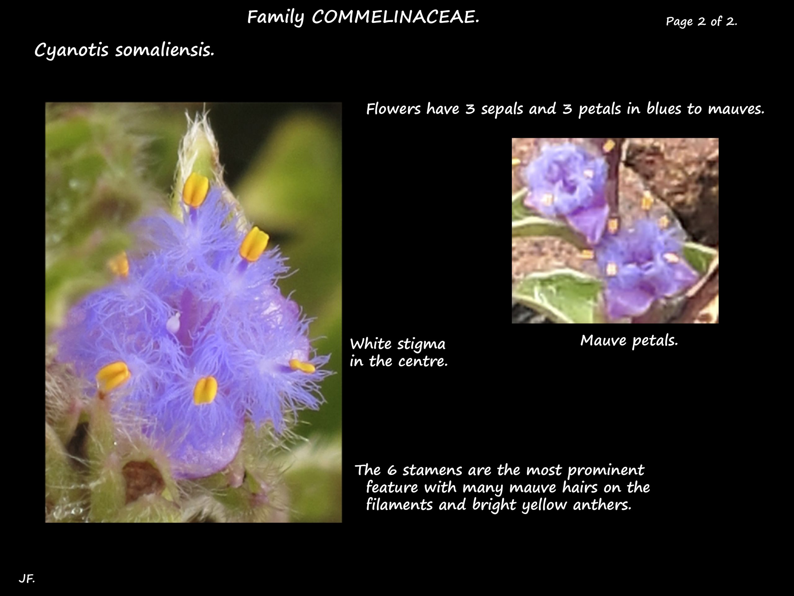 Cyanotis somaliensis - Botany Brisbane