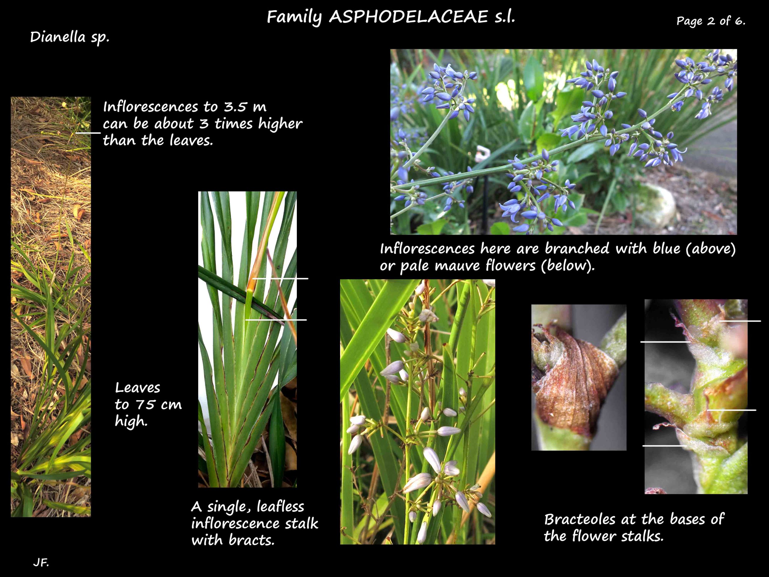 Dianella caerulea - Botany Brisbane