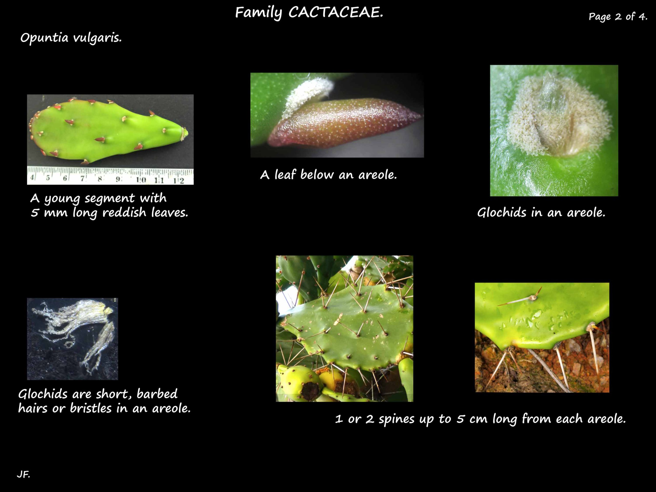 Opuntia vulgaris - Botany Brisbane