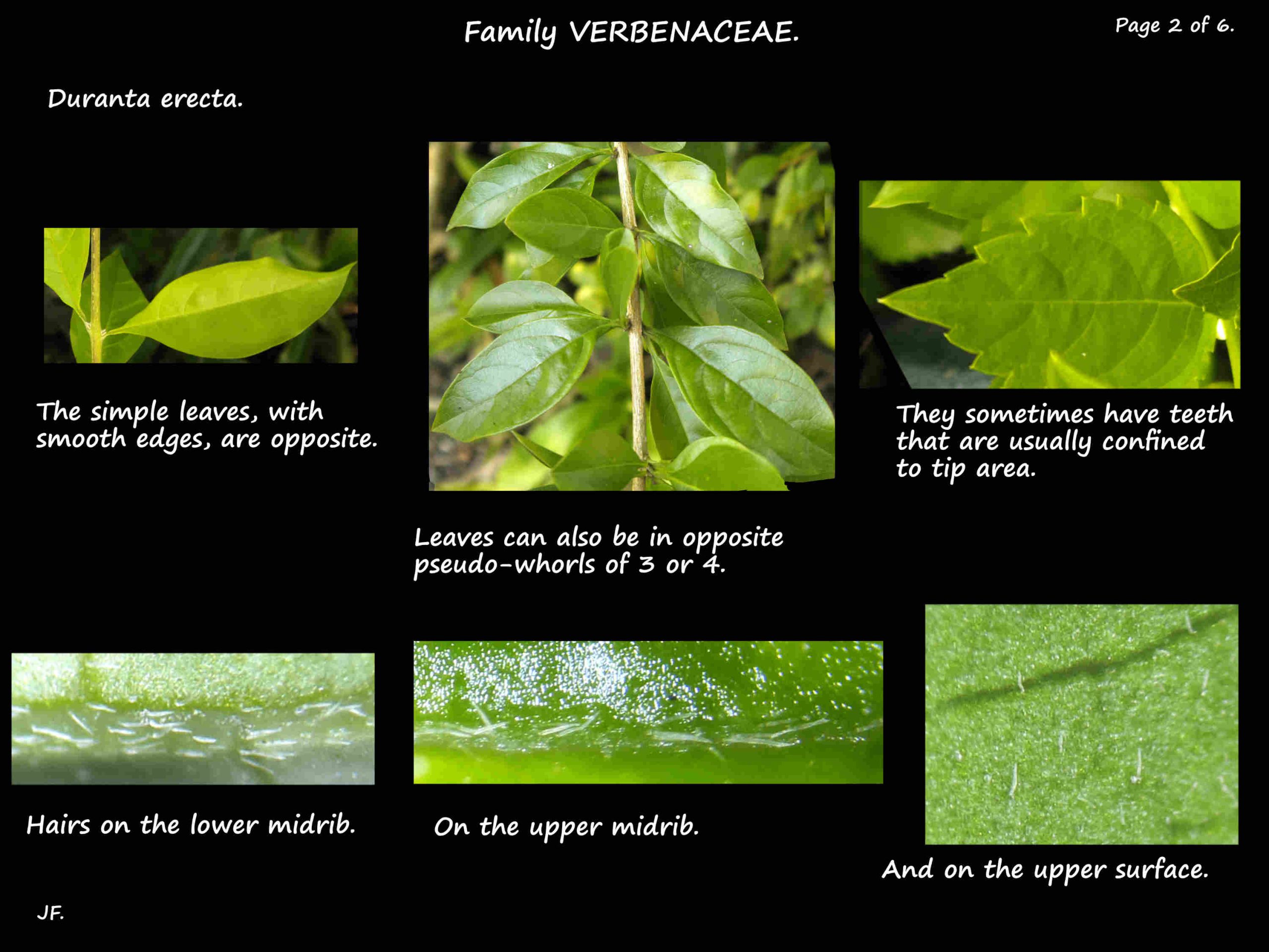 Duranta erecta - Botany Brisbane