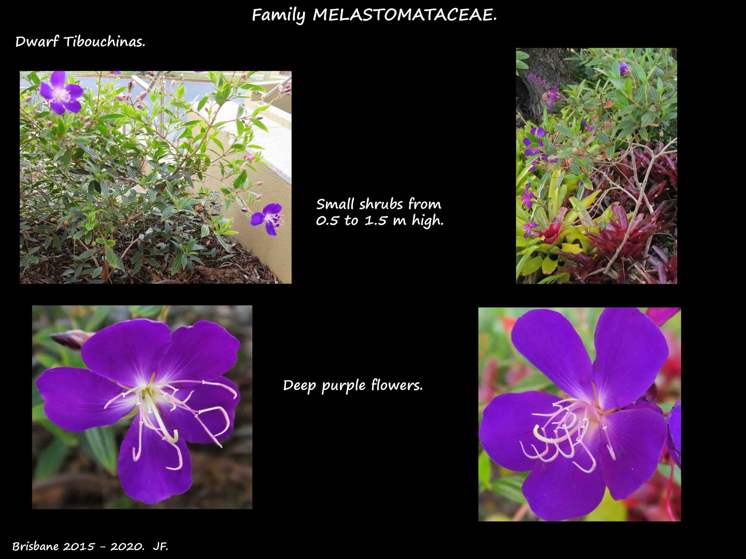 Tibouchina various cultivars - Botany Brisbane
