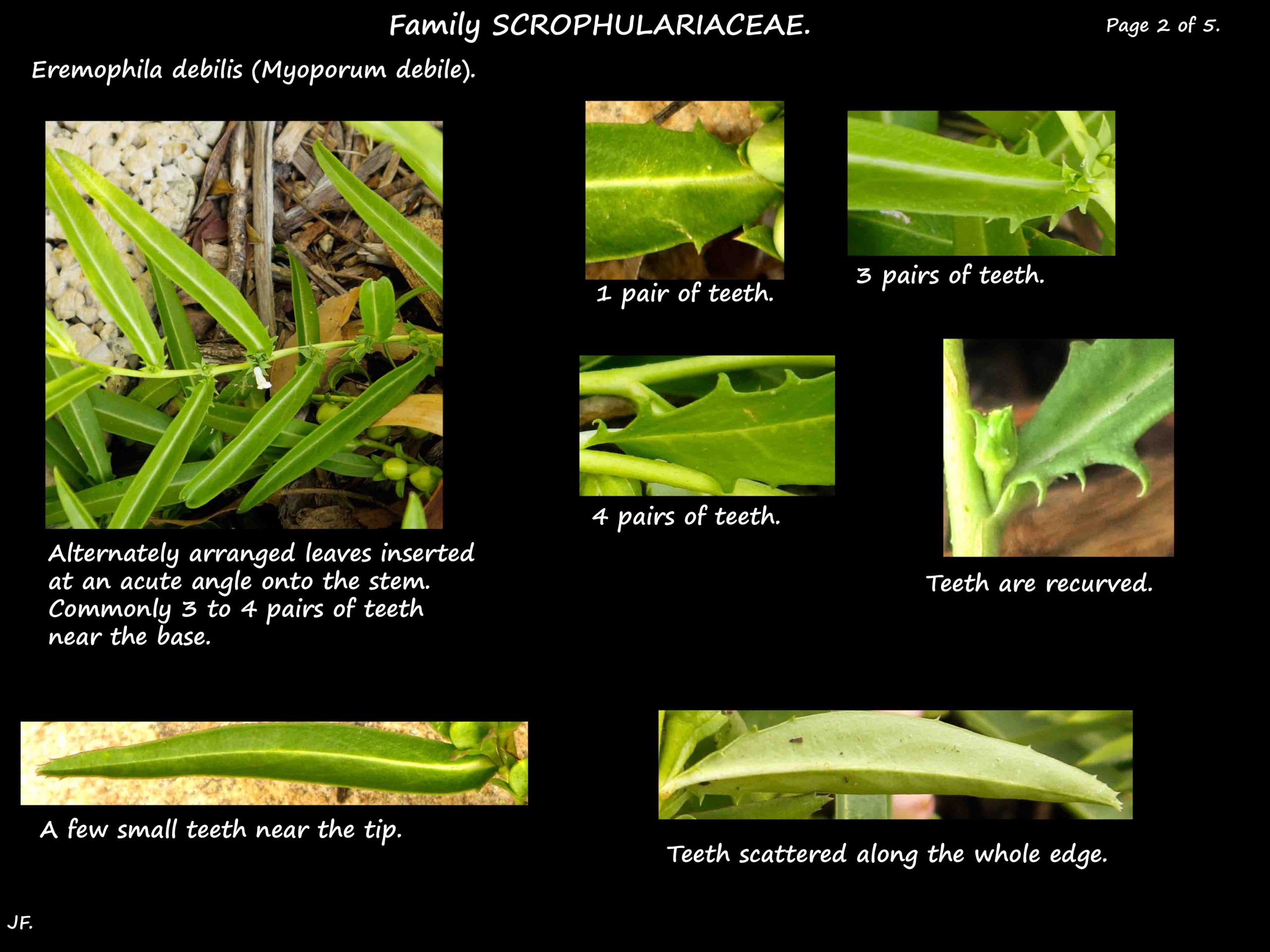 Eremophila debilis - Botany Brisbane