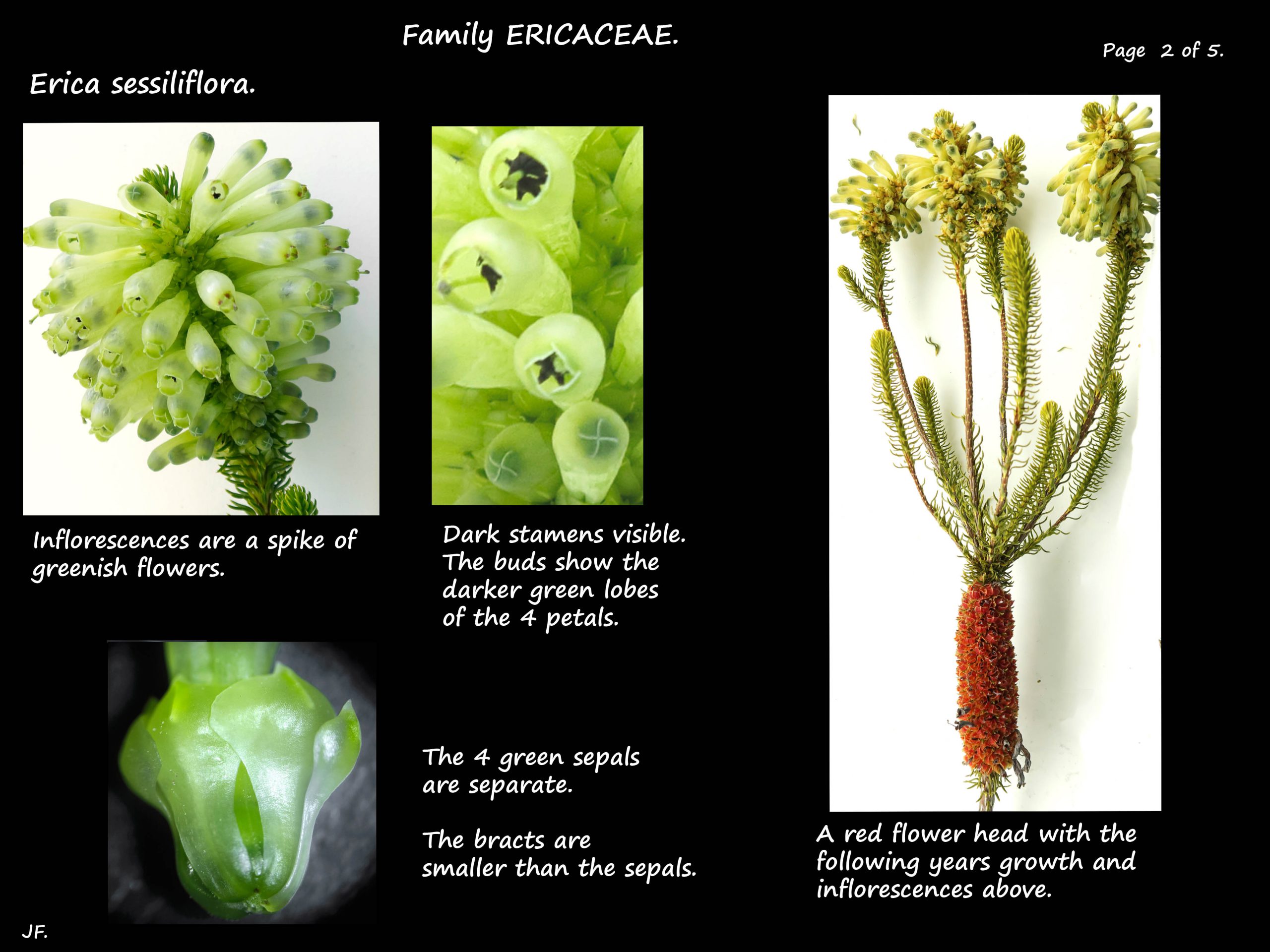 Erica sessiliflora - Botany Brisbane