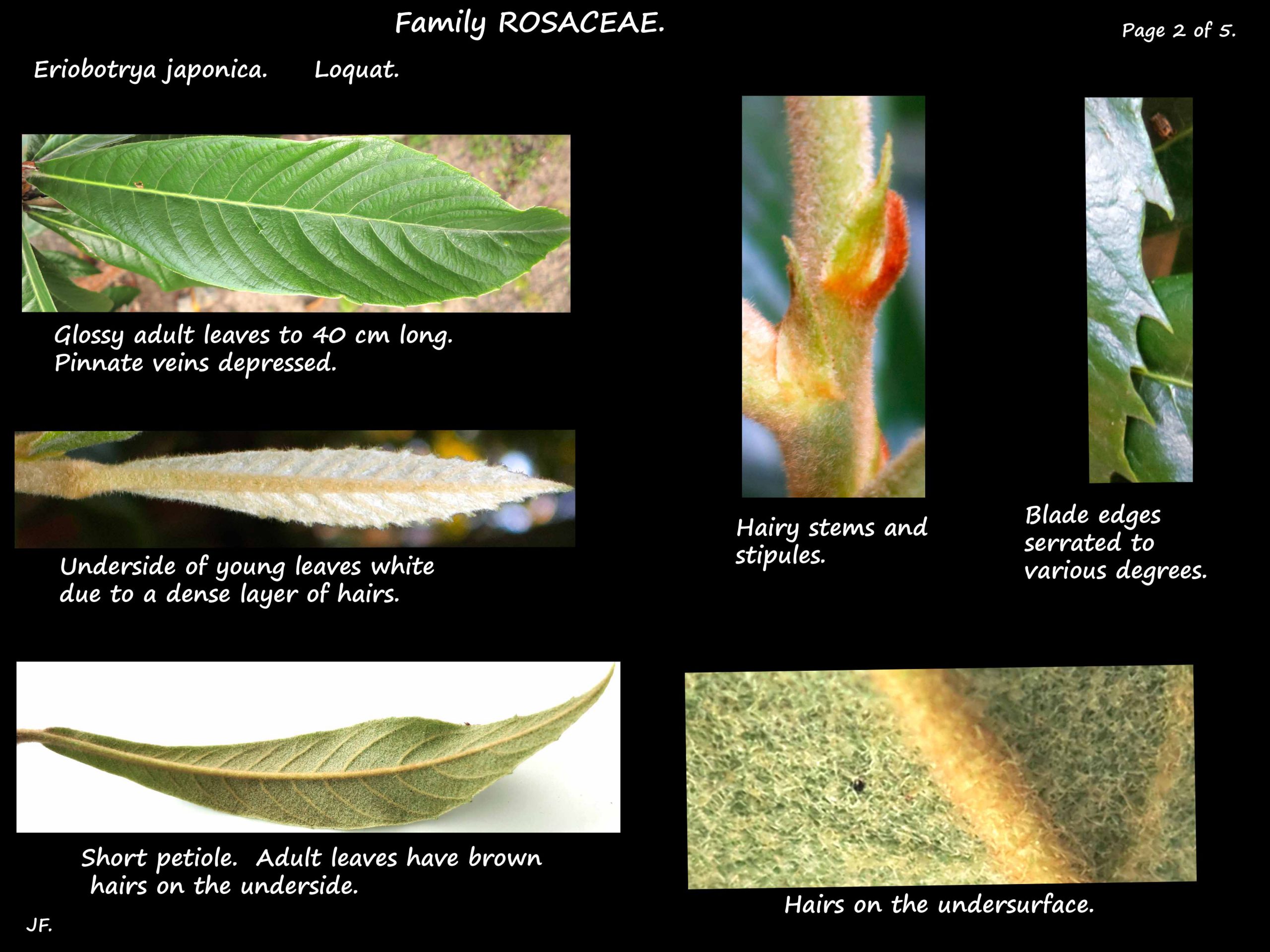 Eriobotrya japonica - Botany Brisbane
