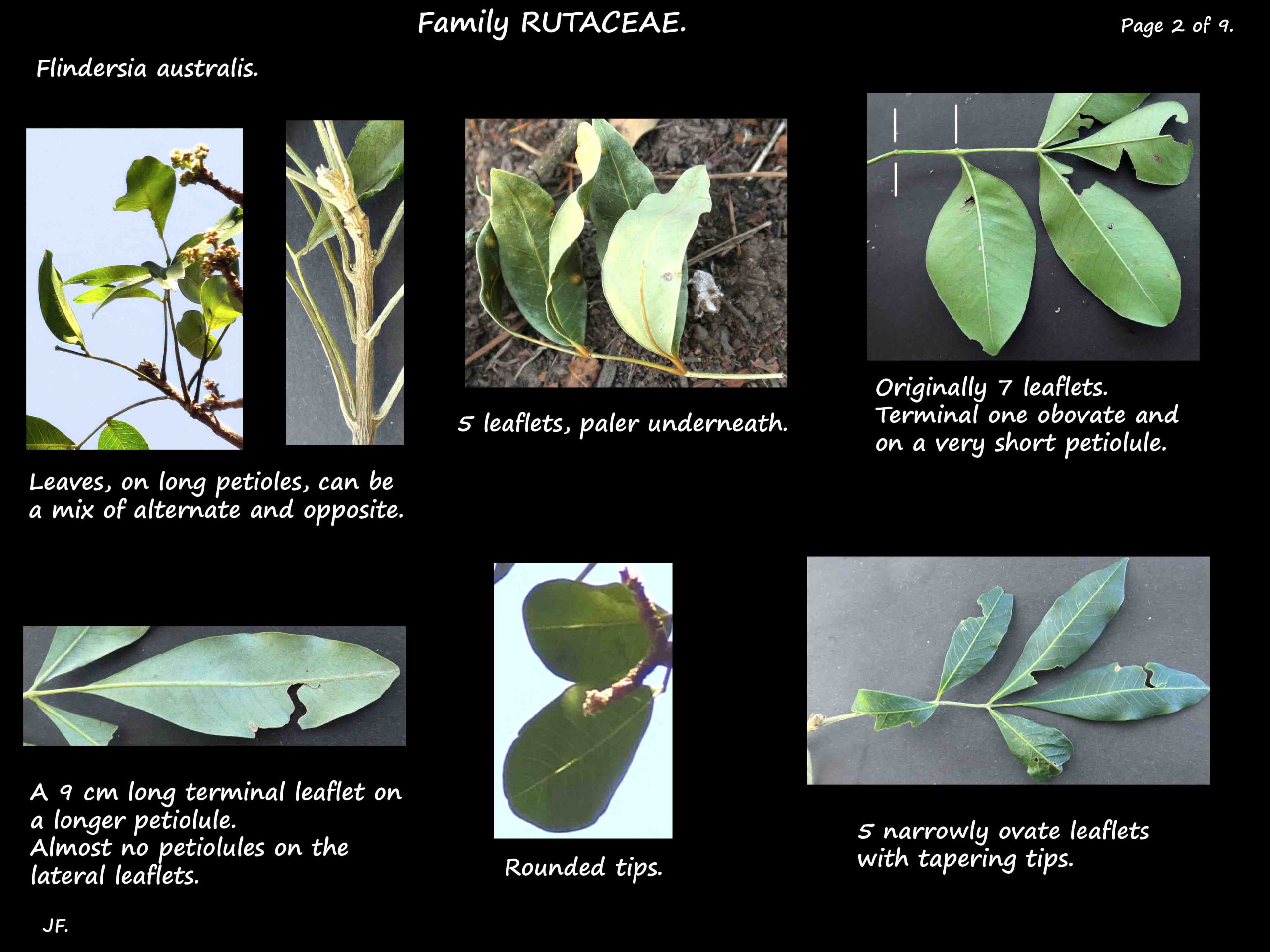 Flindersia australis - Botany Brisbane