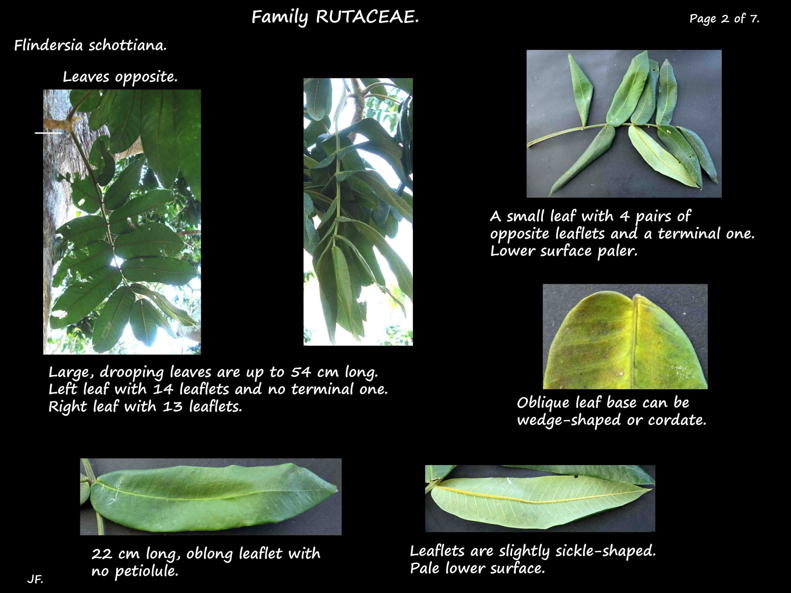 Flindersia schottiana - Botany Brisbane