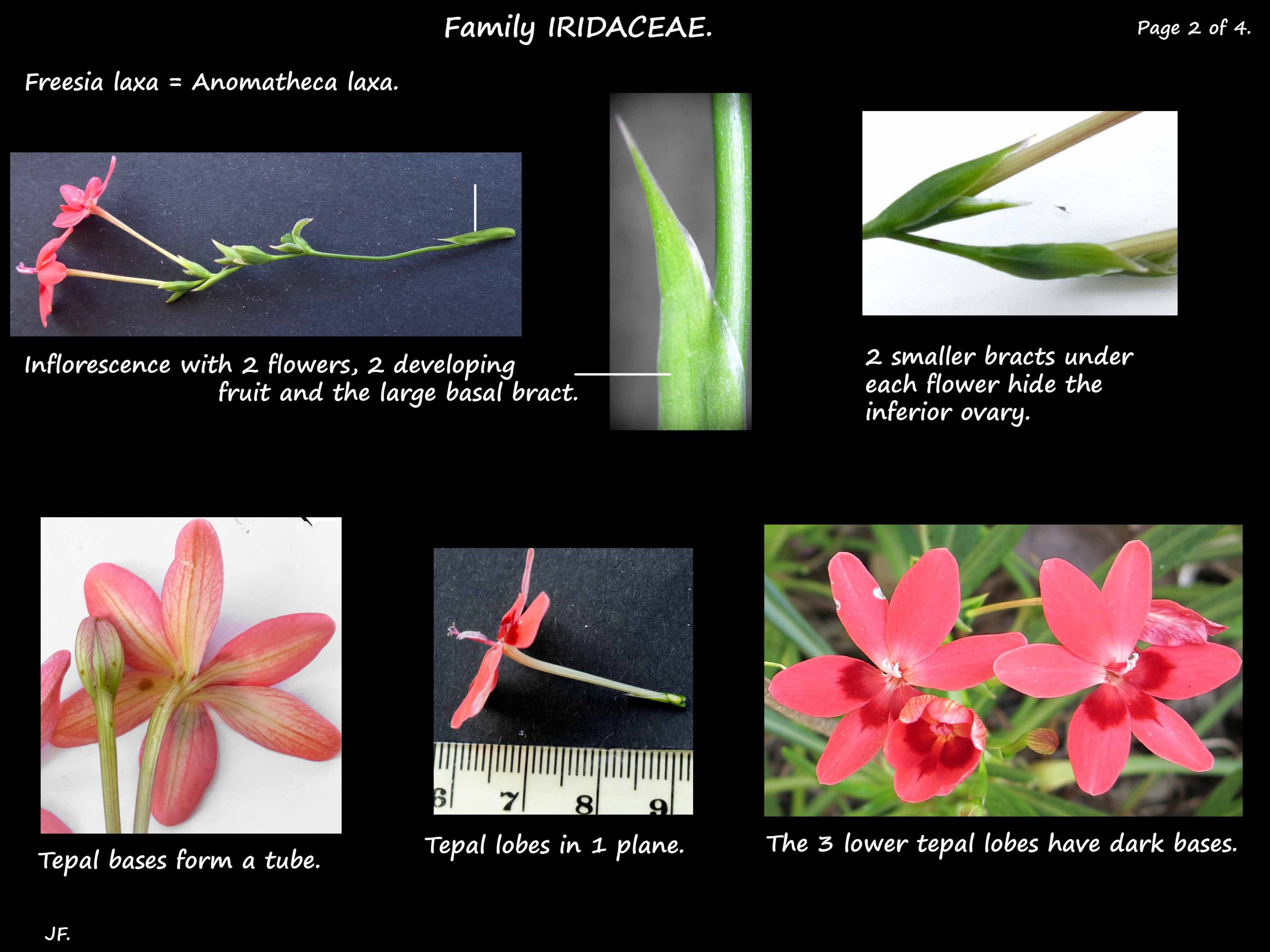 Freesia laxa - Botany Brisbane