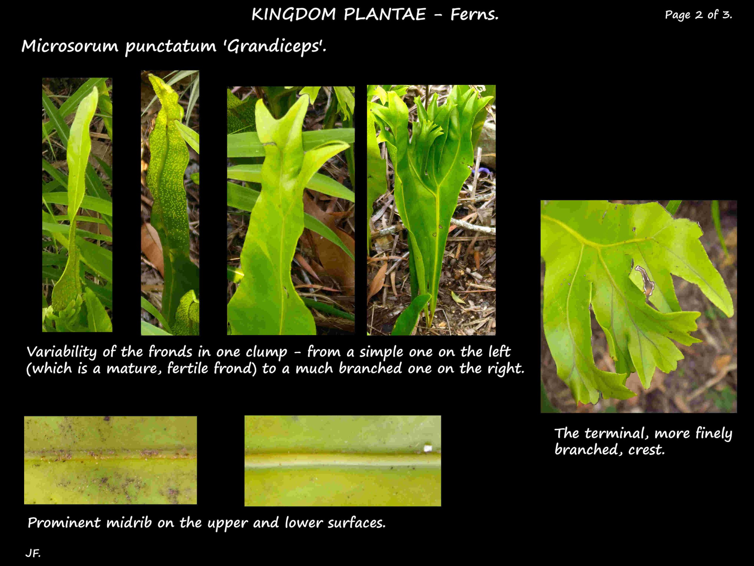 Microsorum punctatum 'Grandiceps' - Botany Brisbane