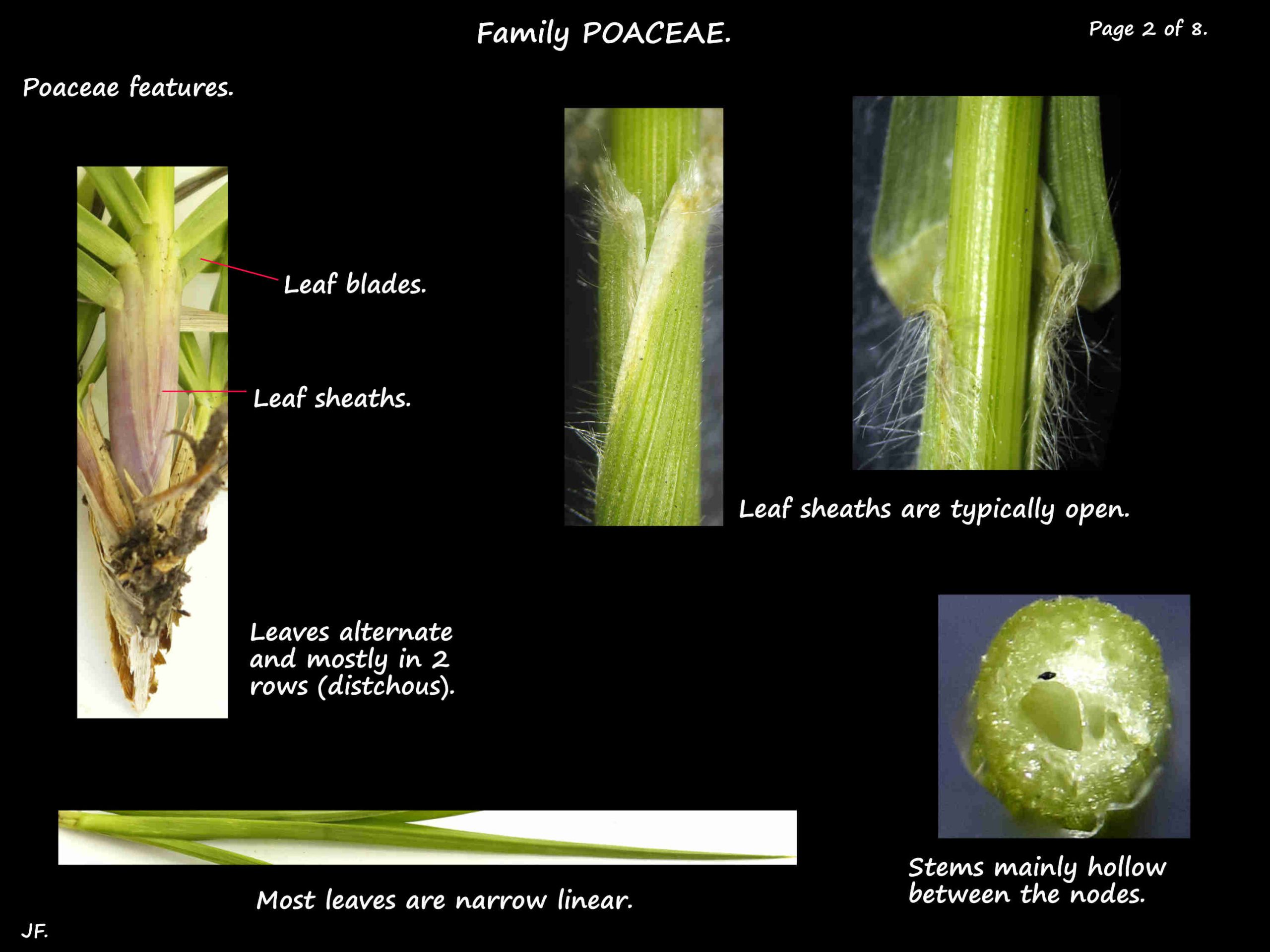 Poaceae - grasses - Botany Brisbane