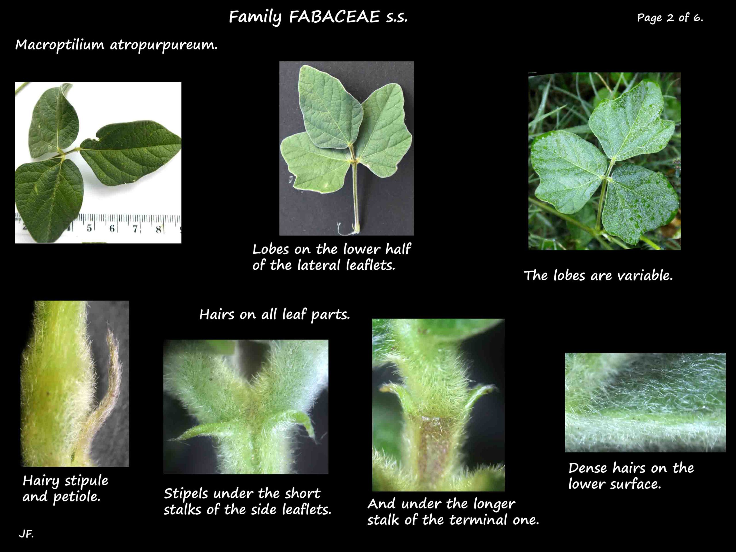 Macroptilium atropurpureum - Botany Brisbane