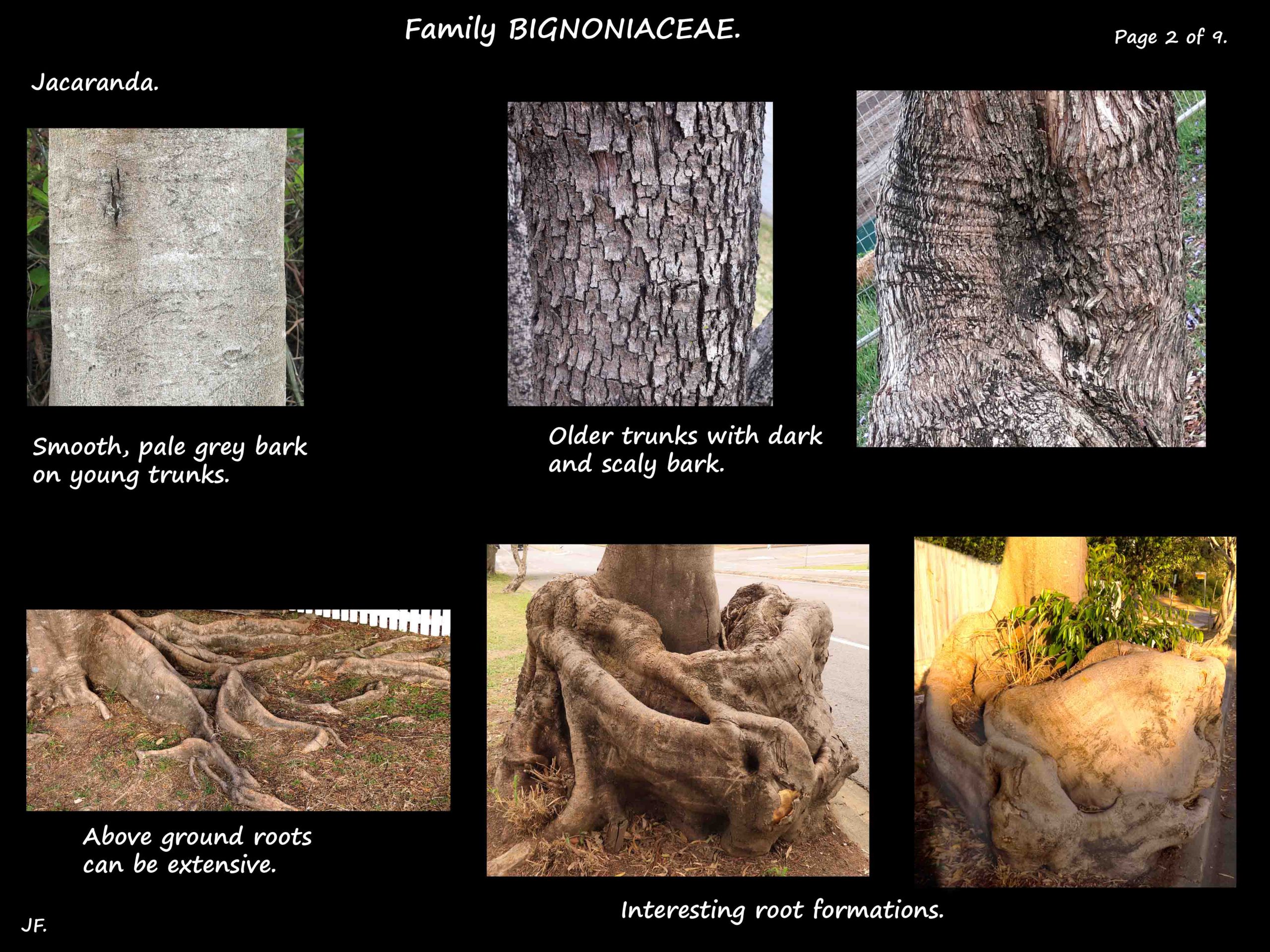 Jacaranda - Botany Brisbane