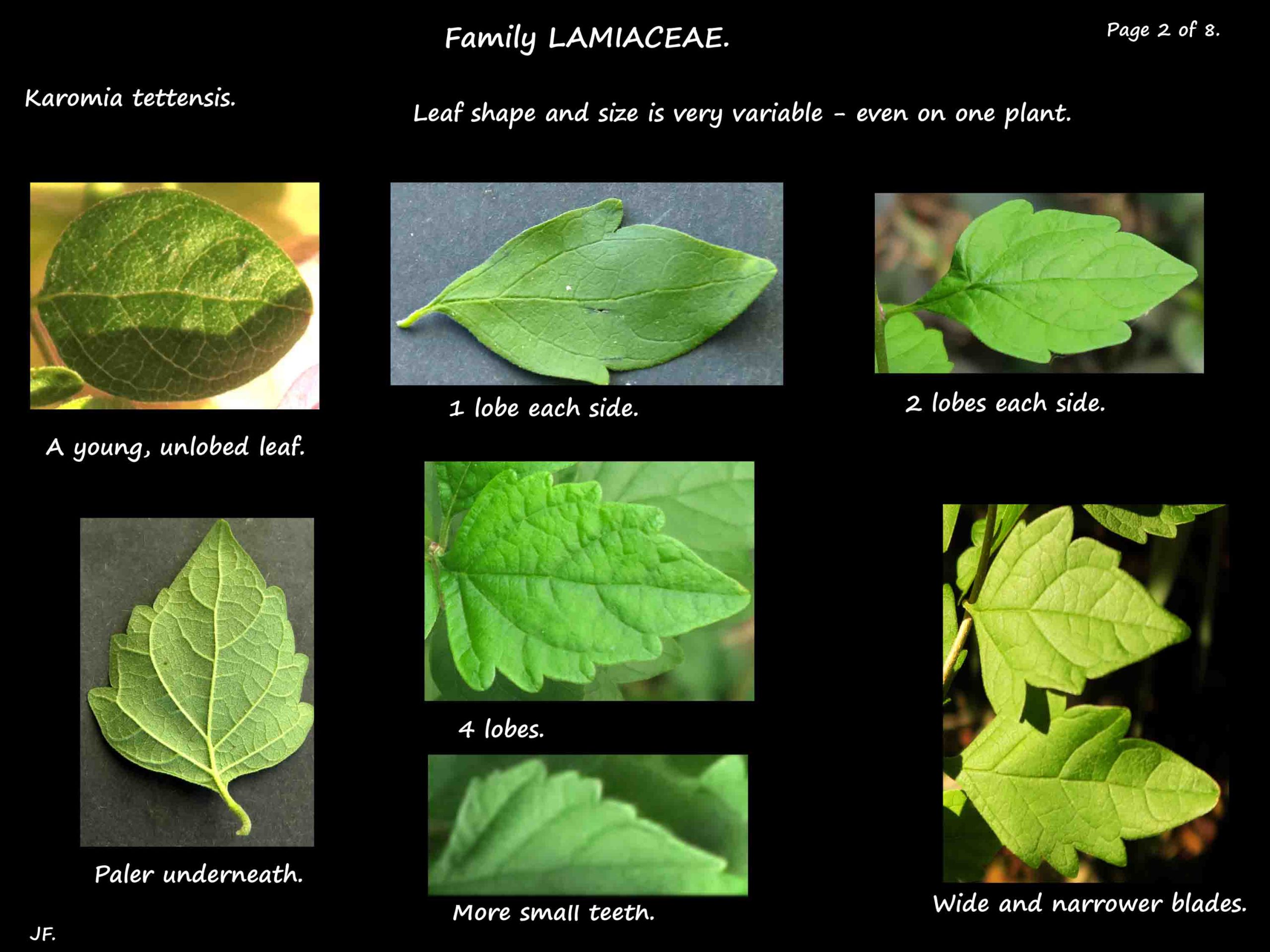 Karomia tettensis - Botany Brisbane
