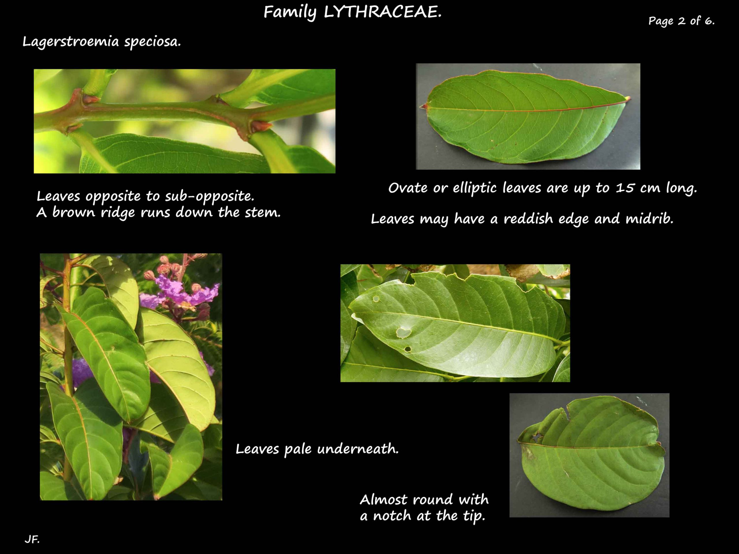 Lagerstroemia speciosa - Botany Brisbane