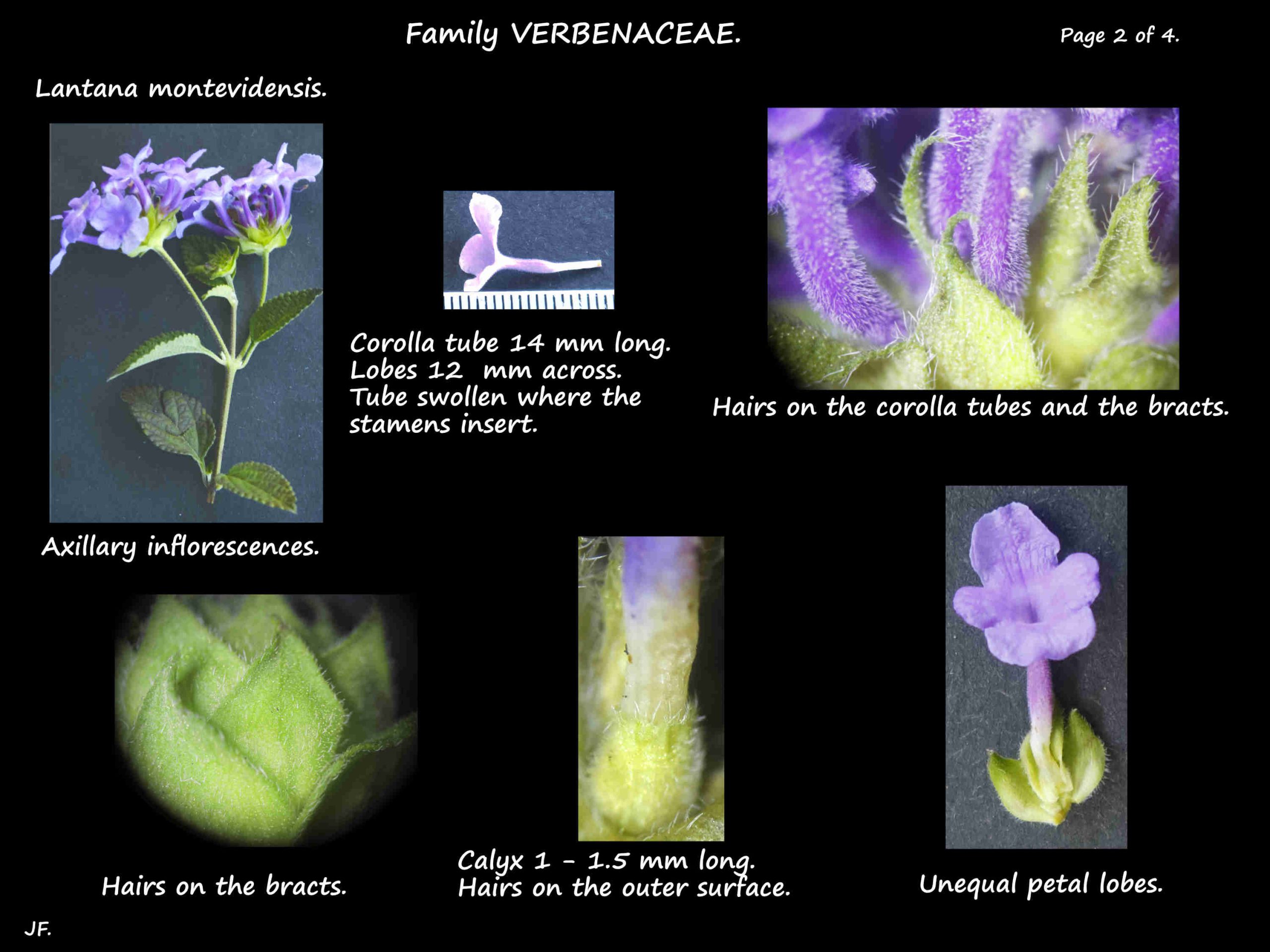 Lantana montevidensis - Botany Brisbane