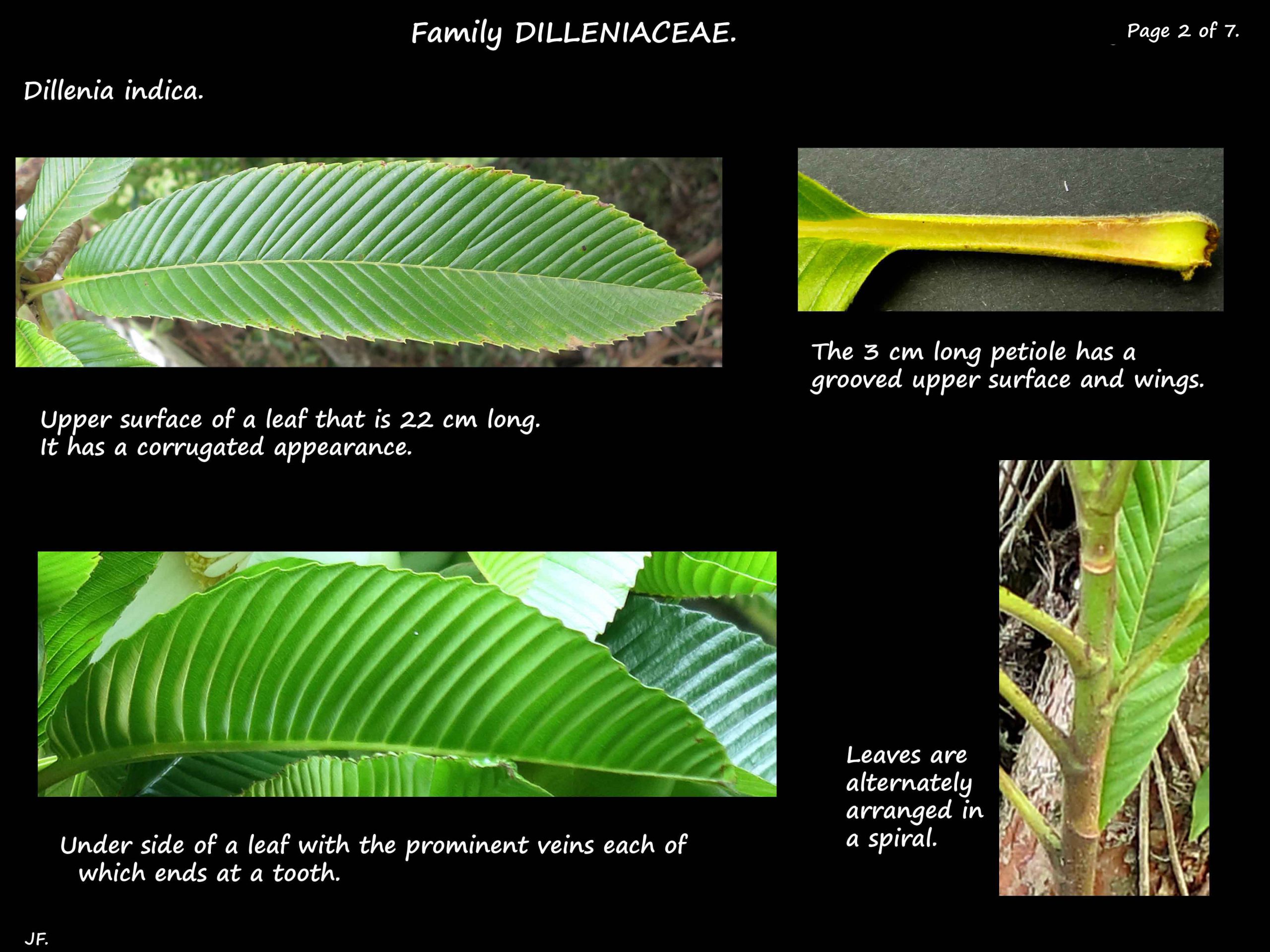 Dillenia indica - Botany Brisbane