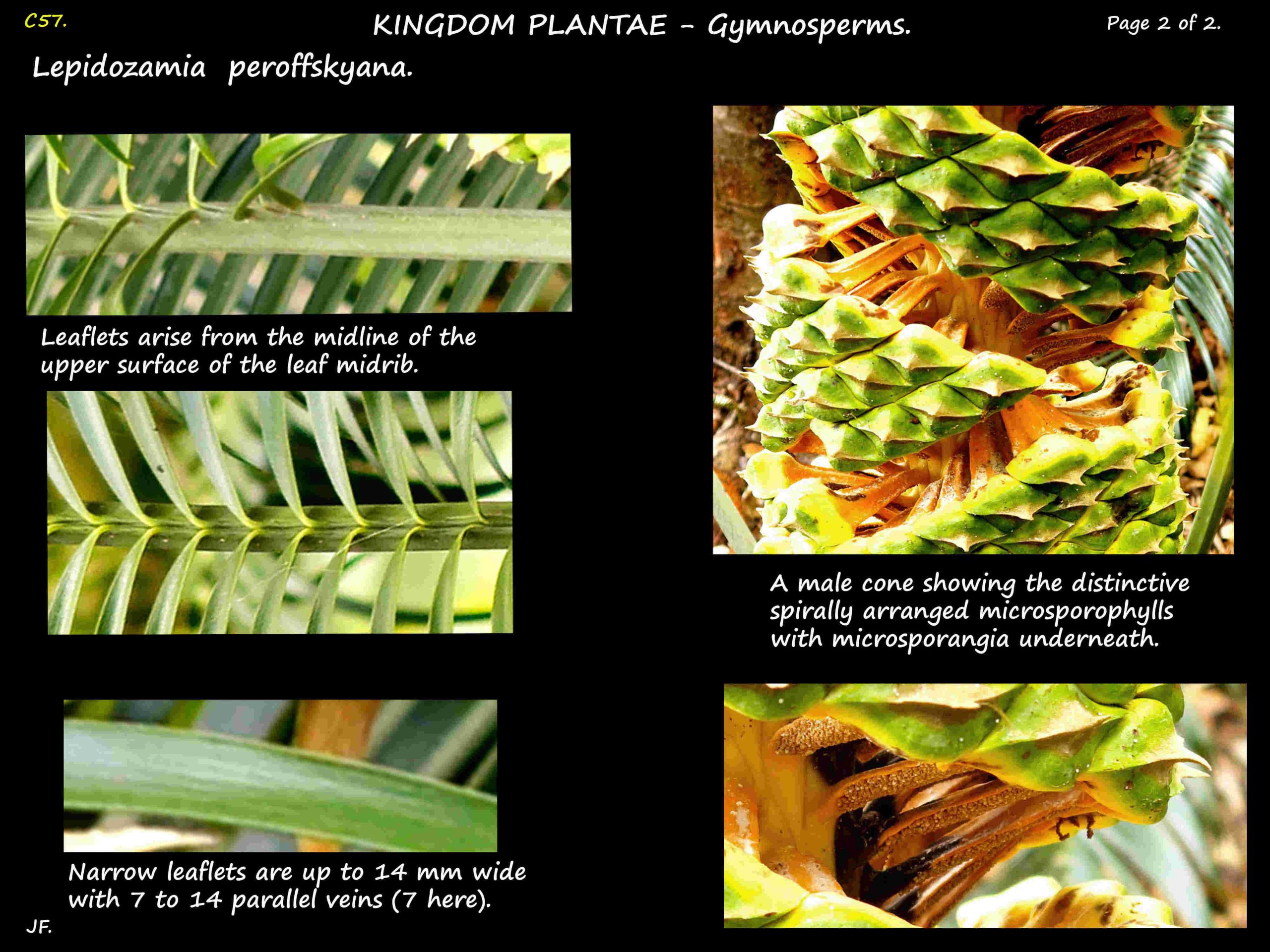 Lepidozamia peroffskyana - Botany Brisbane