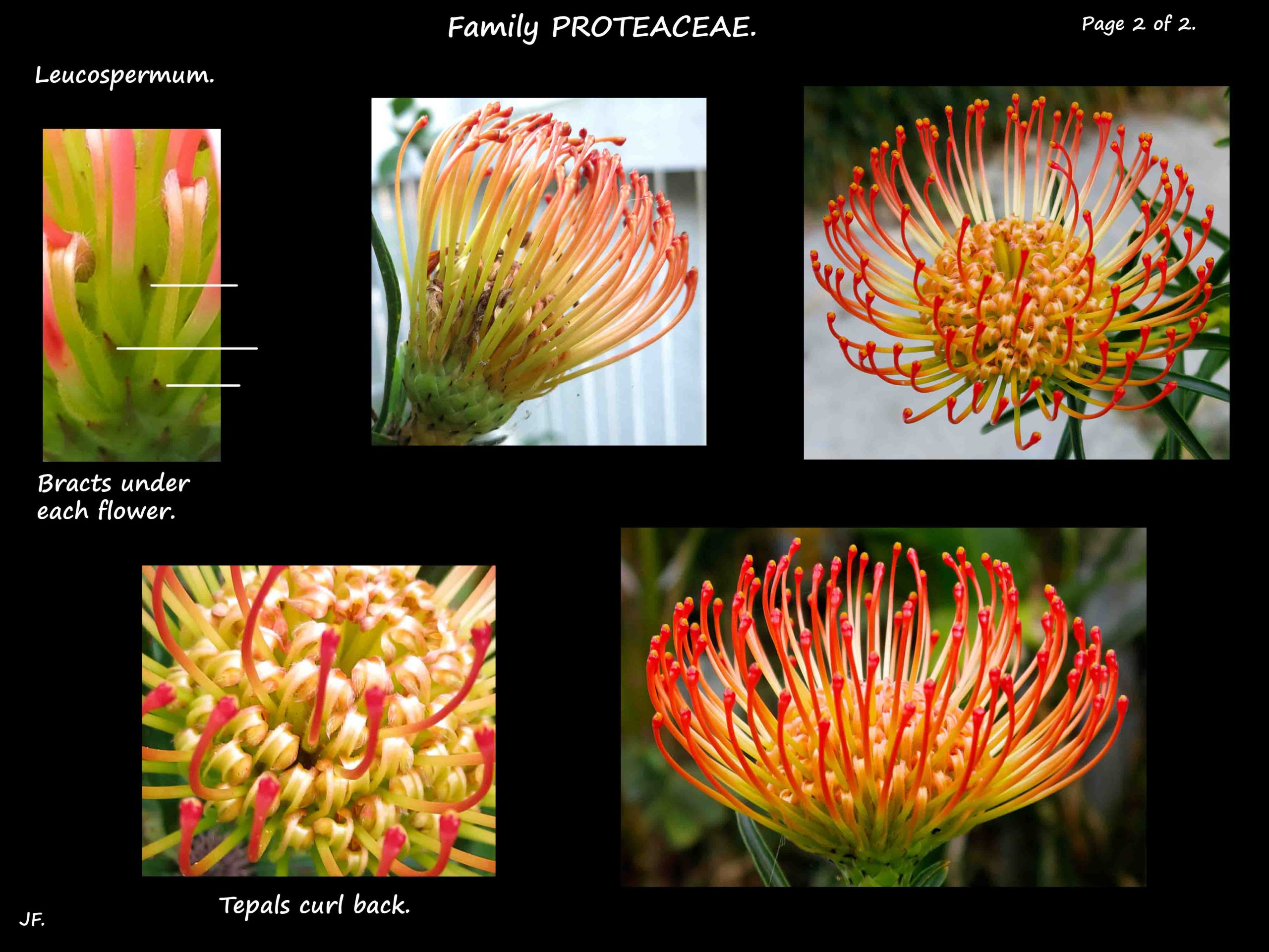Leucospermum - Botany Brisbane