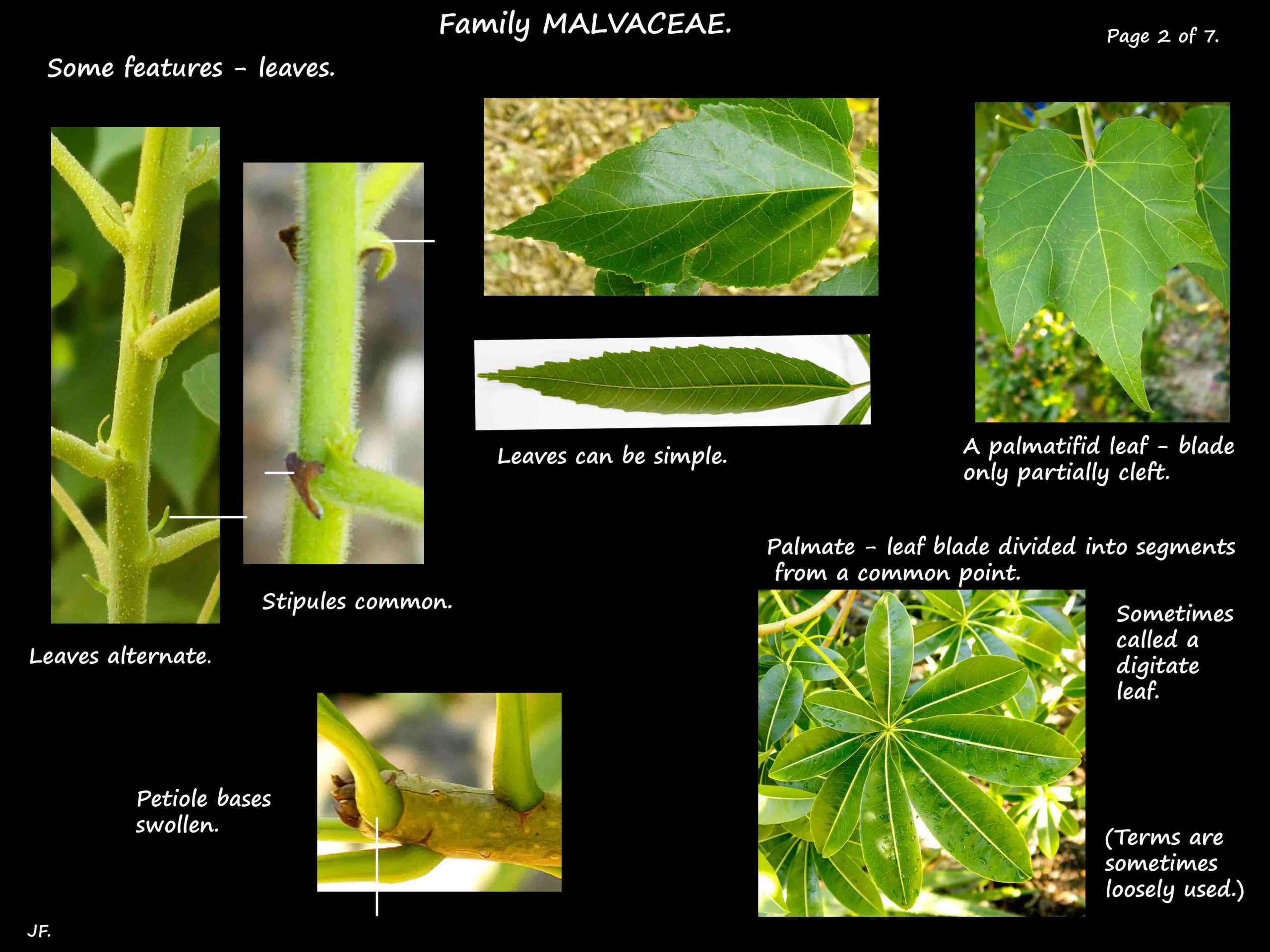 Malvaceae - Botany Brisbane