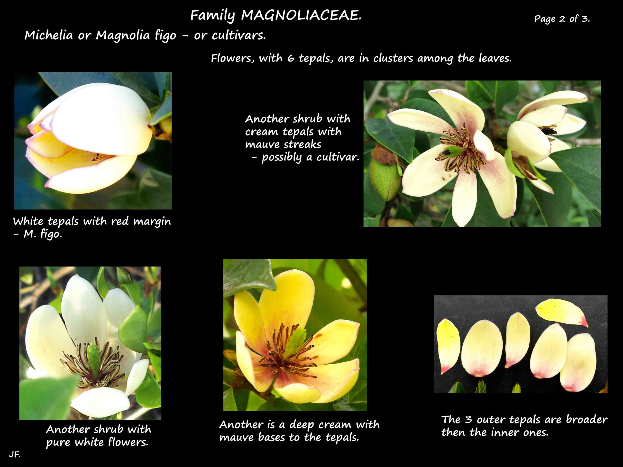 Michelia figo - Botany Brisbane