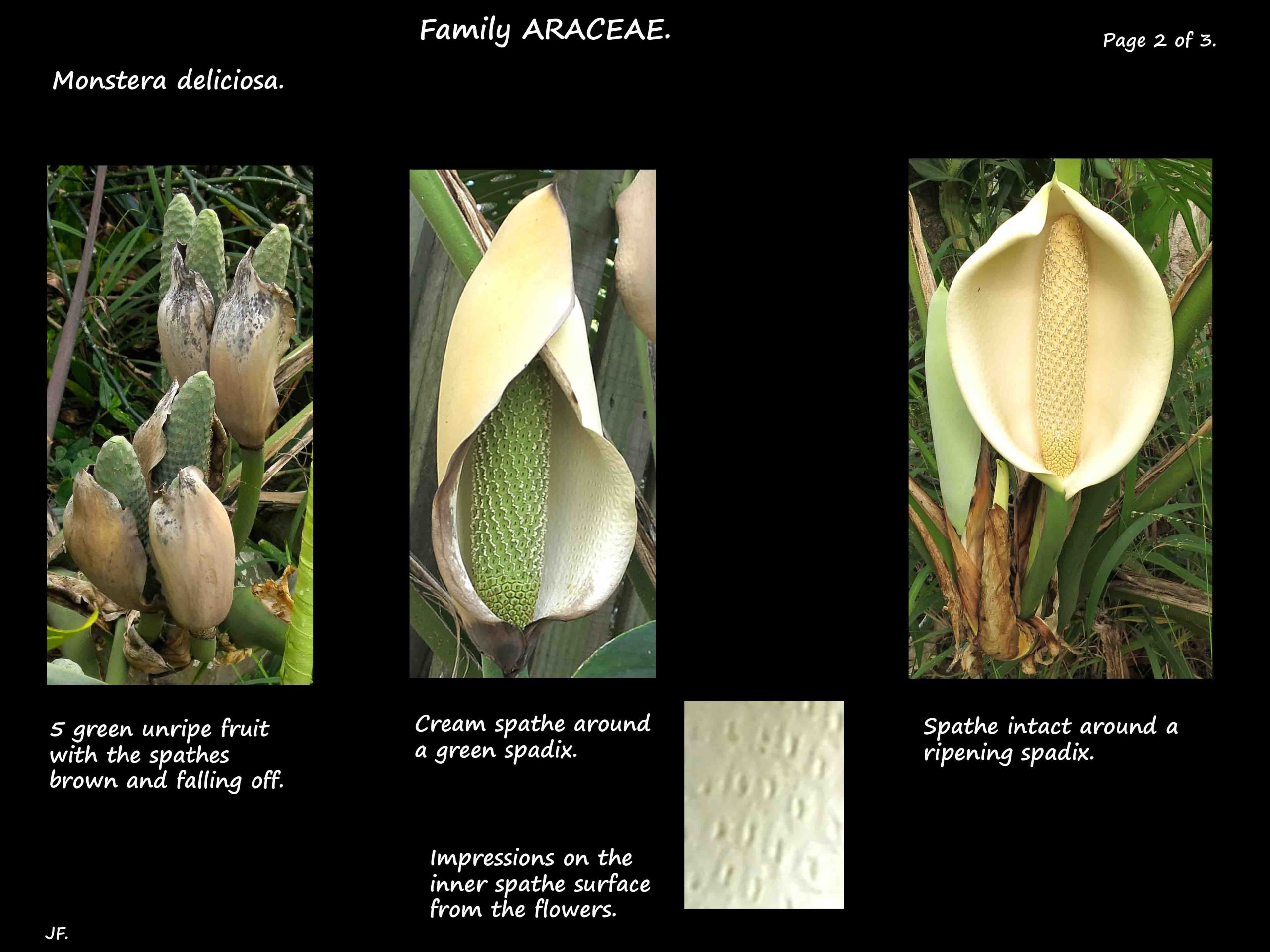 Monstera deliciosa - Botany Brisbane