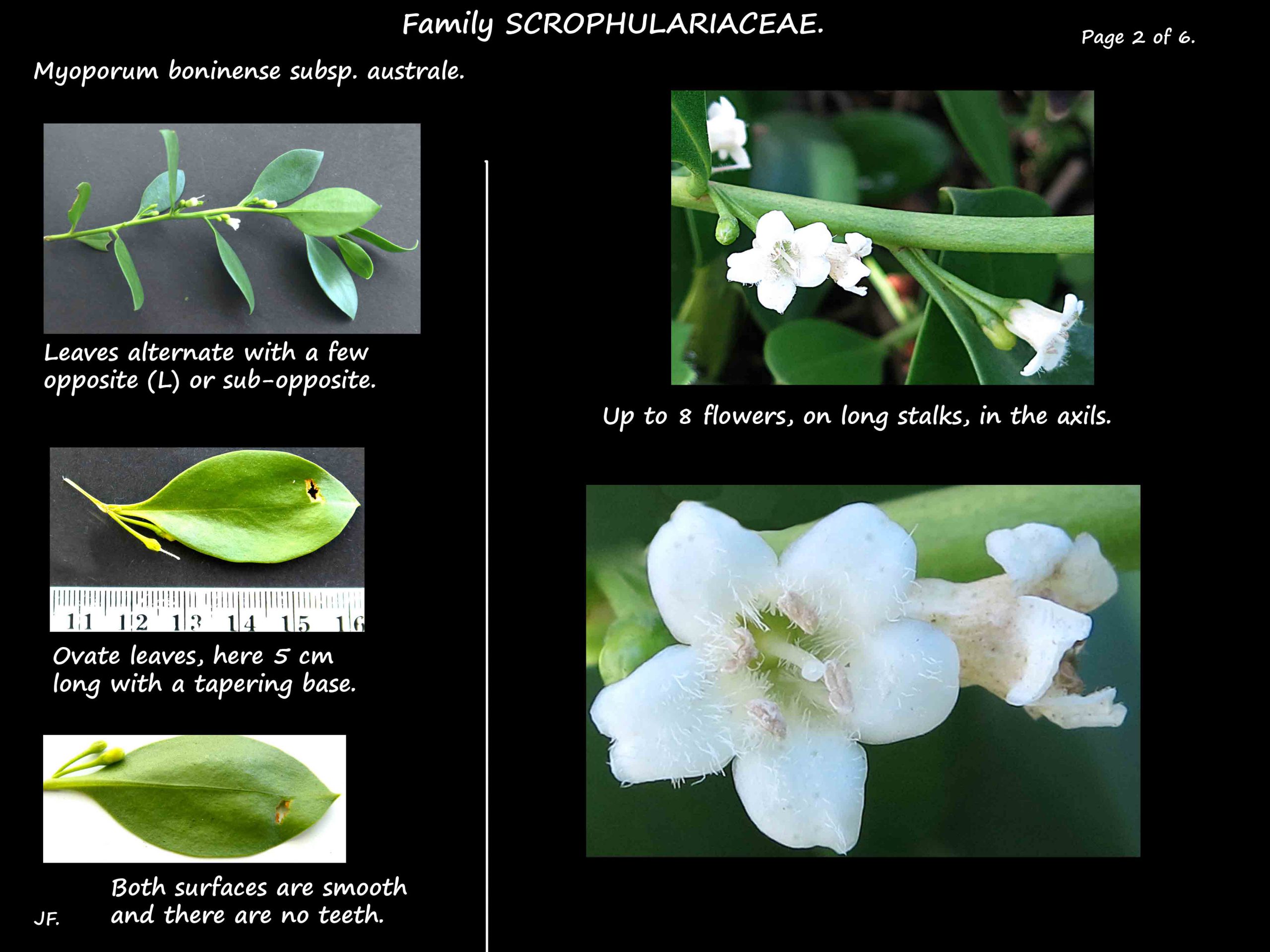Myoporum boninense subsp. australe - Botany Brisbane