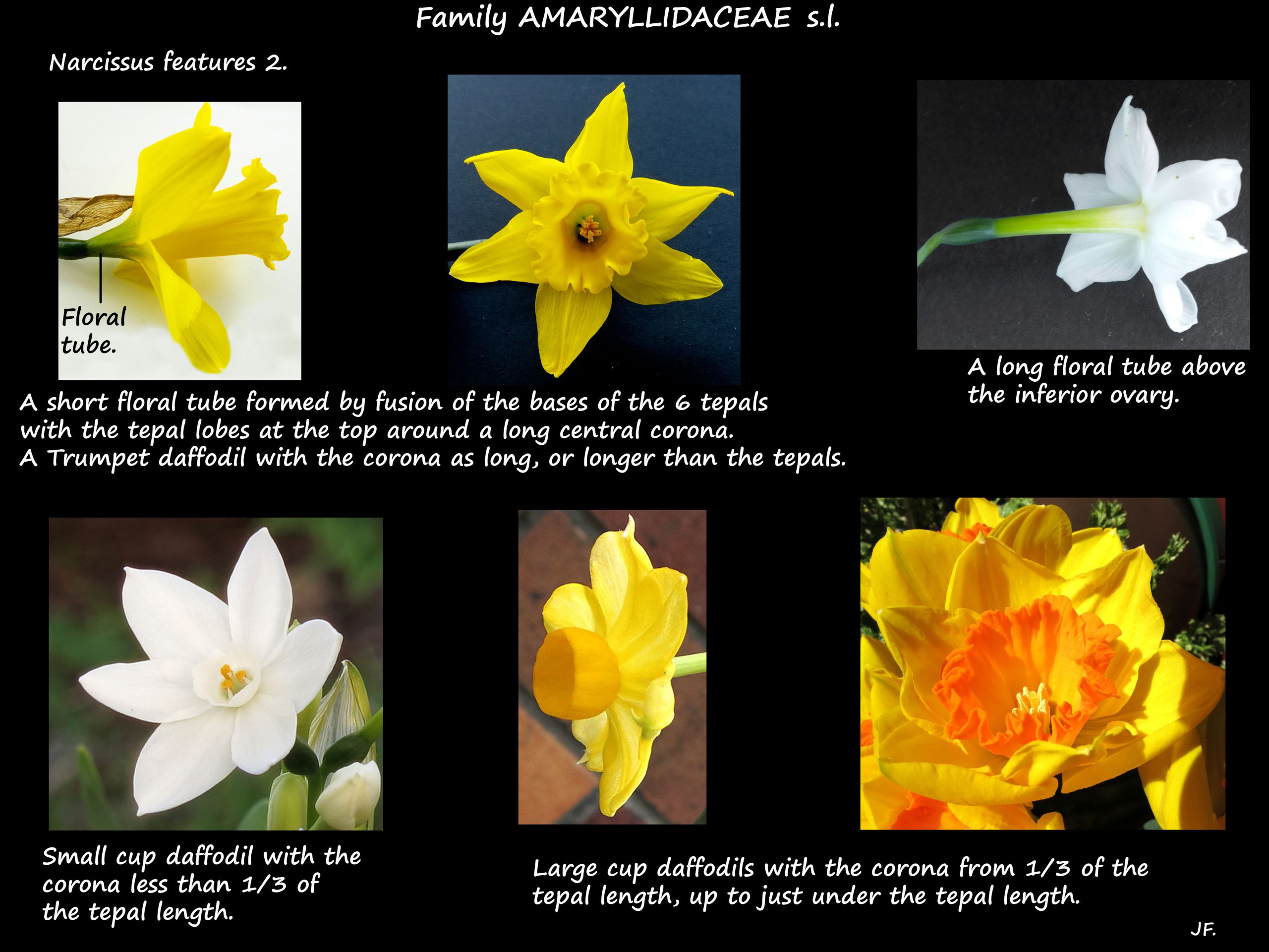 Narcissus - Botany Brisbane