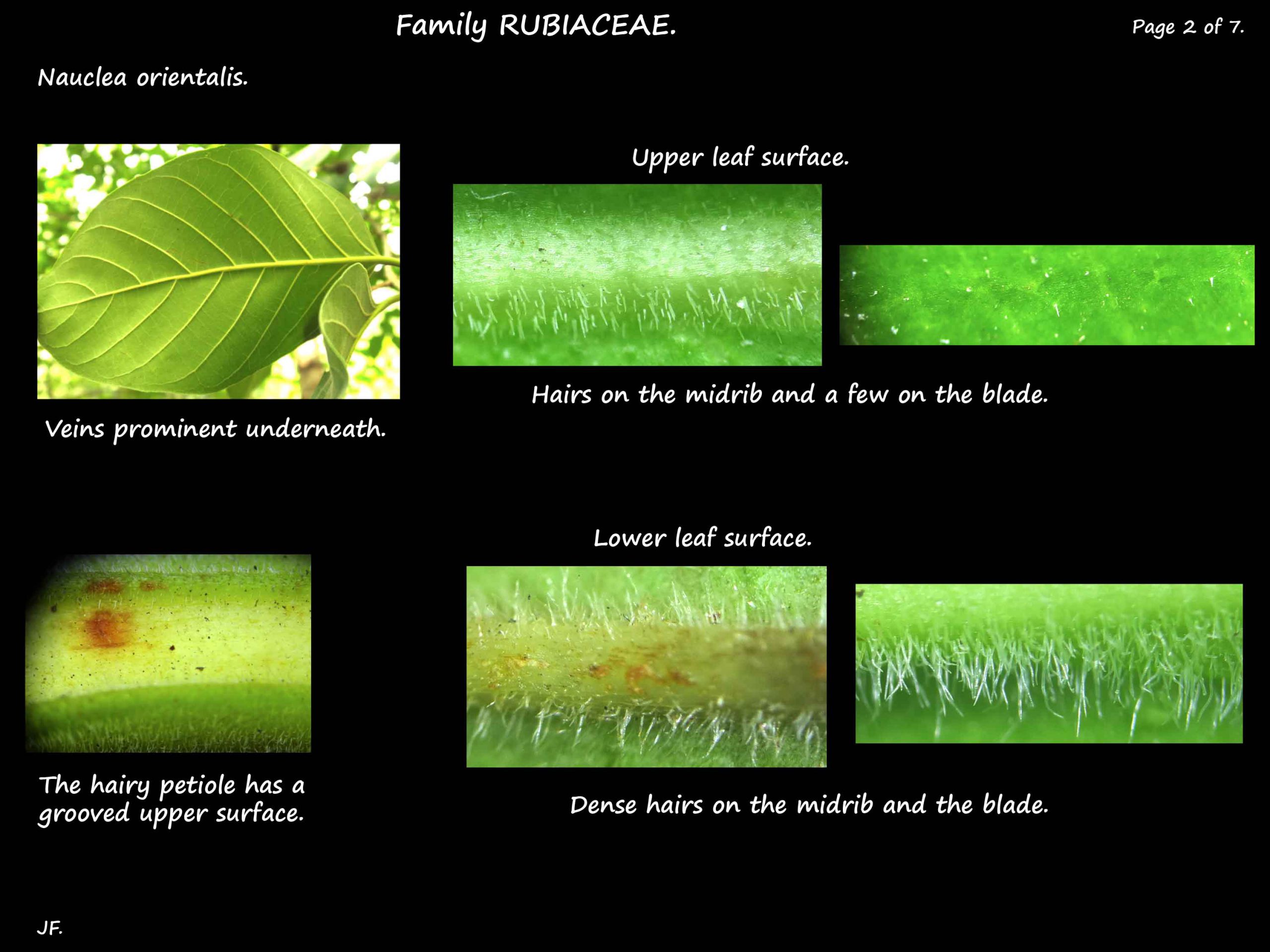 Nauclea orientalis - Botany Brisbane