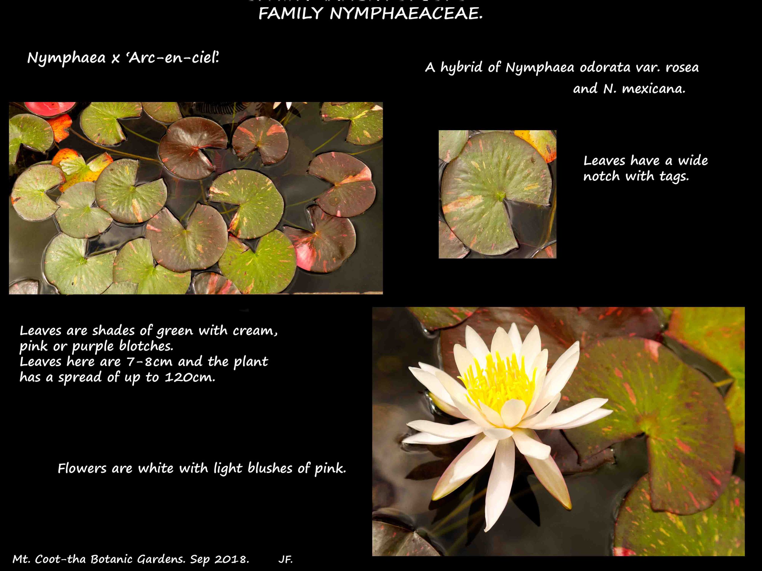 Nymphaea cultivars - Botany Brisbane