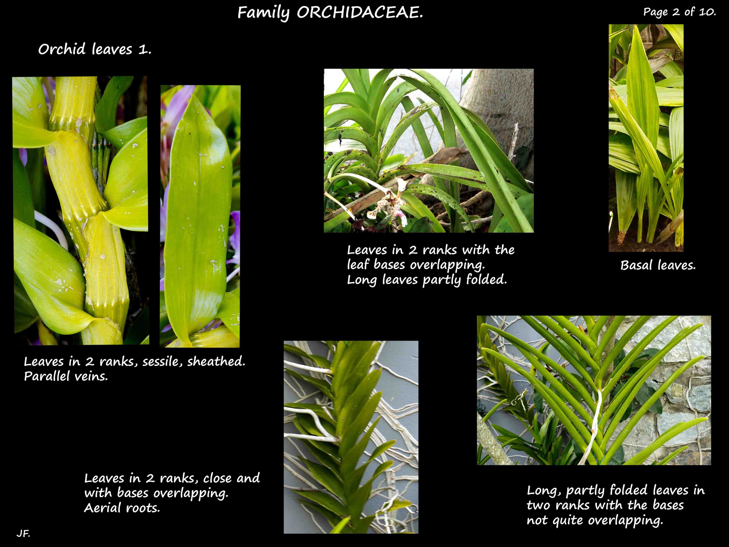 Orchidaceae - Botany Brisbane