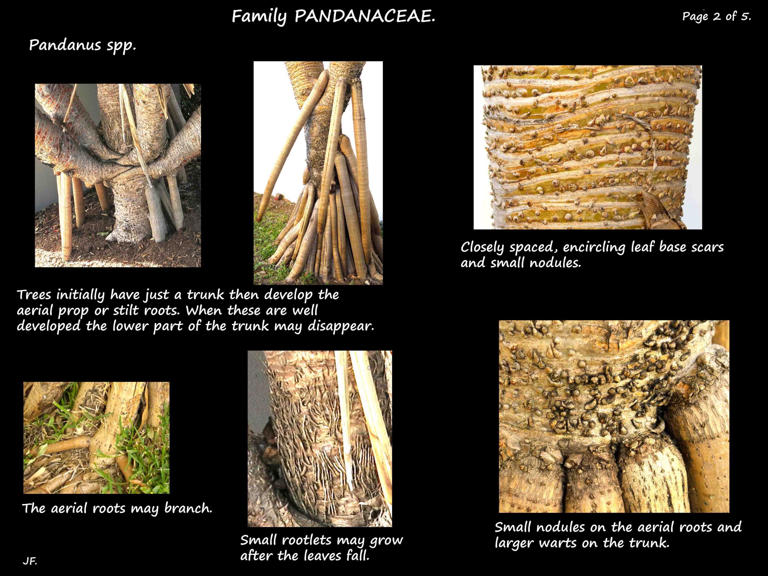 Pandanus - Botany Brisbane