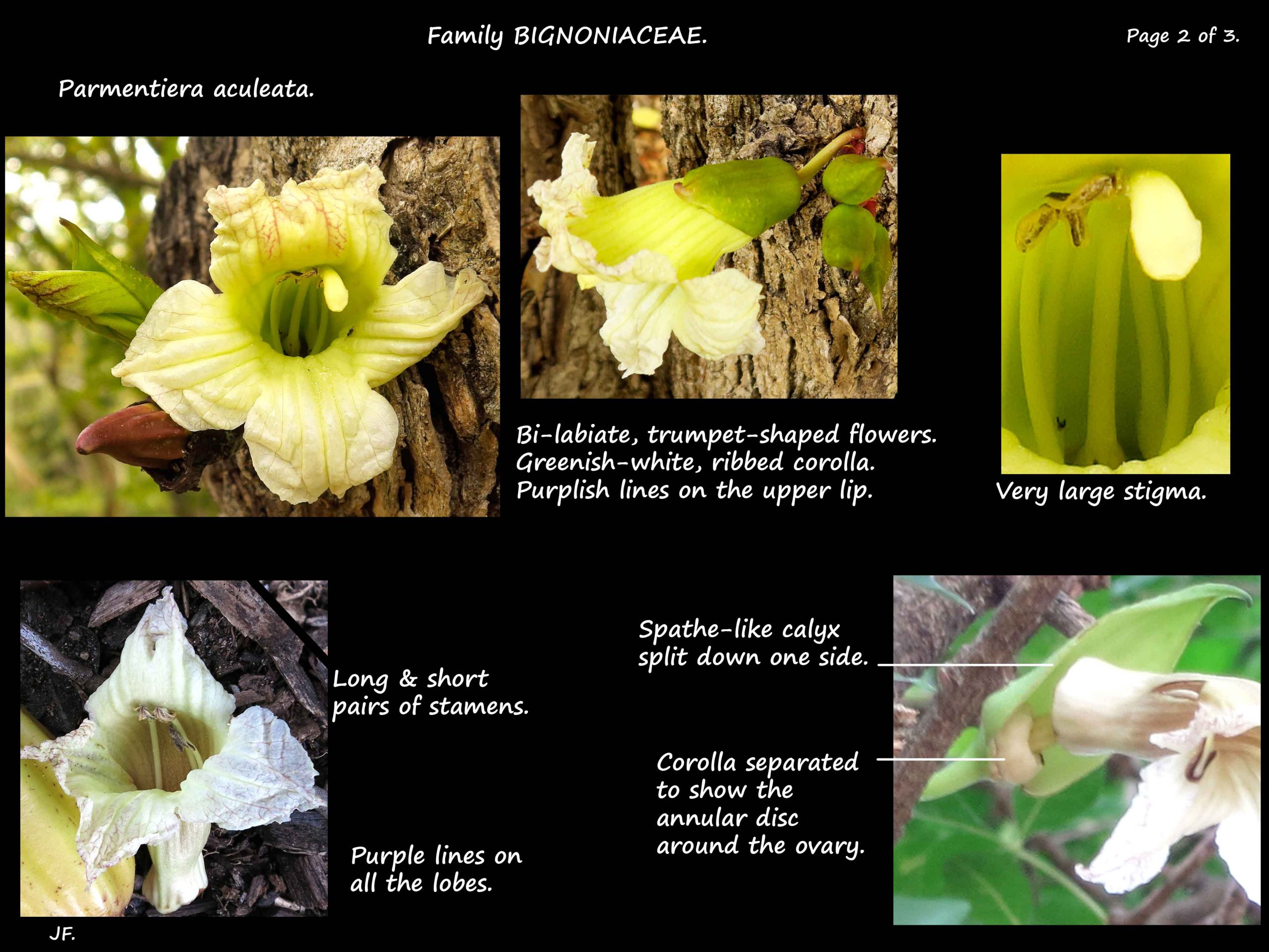 Parmentiera aculeata - Botany Brisbane