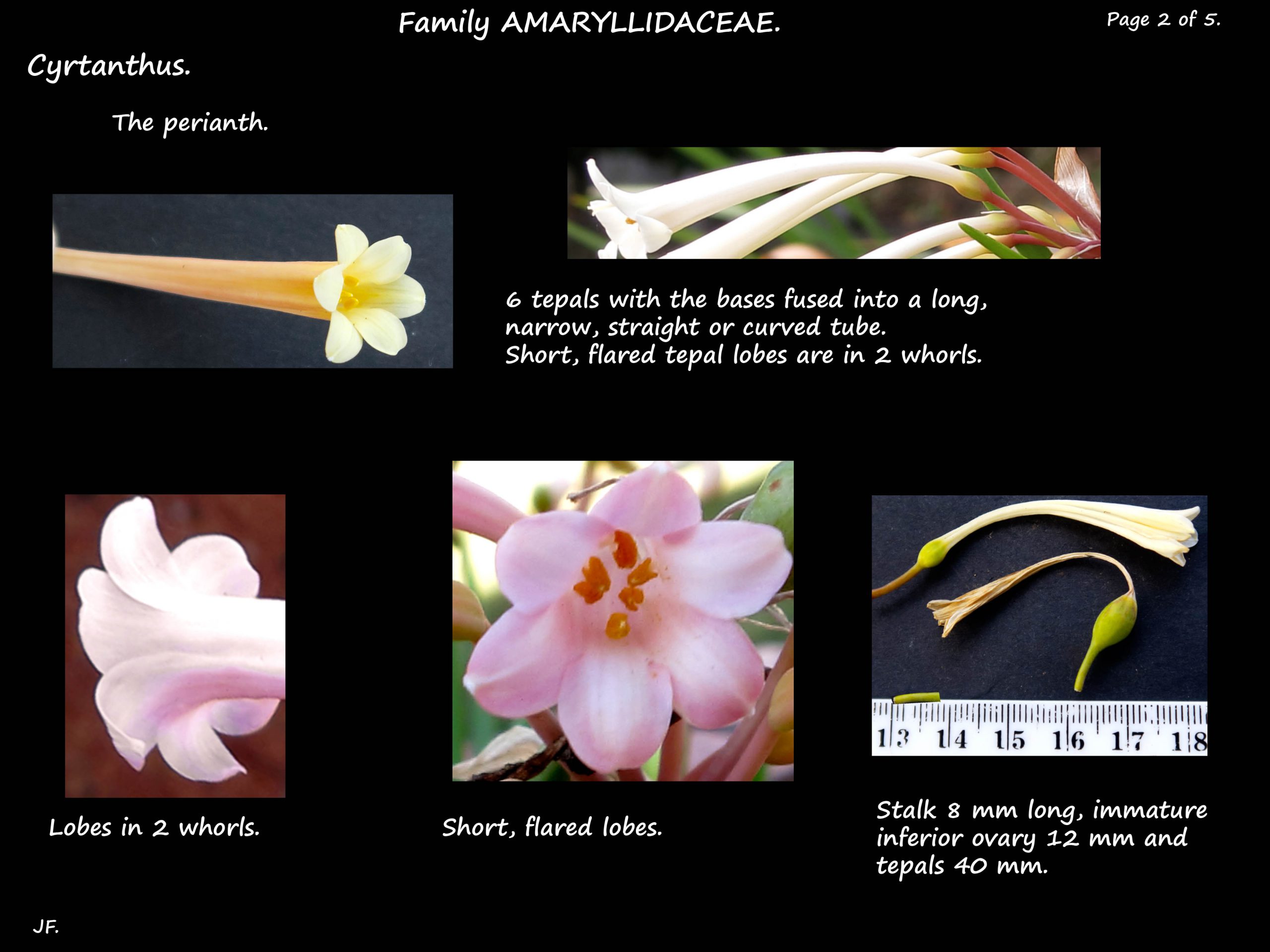 Cyrtanthus - Botany Brisbane