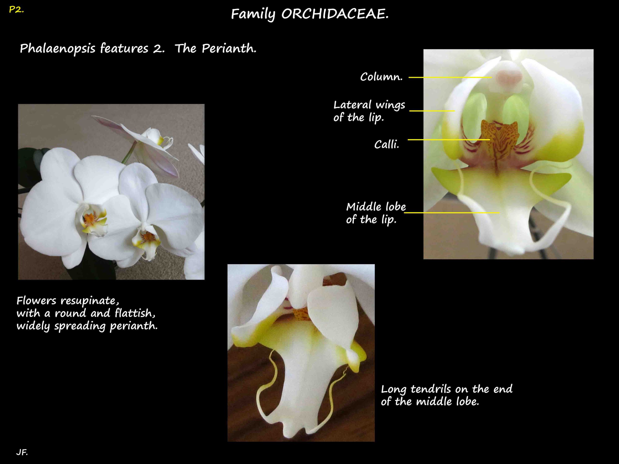 Phalaenopsis - Botany Brisbane