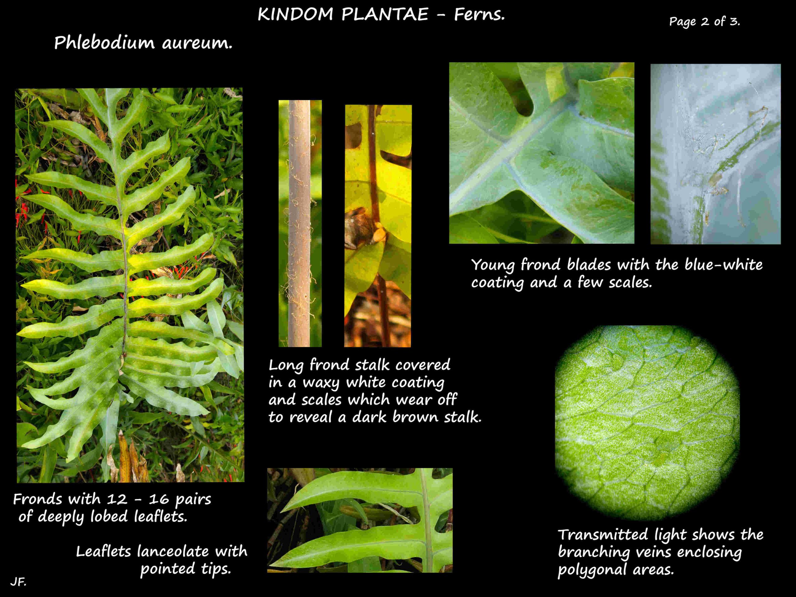 Phlebodium aureum - Botany Brisbane