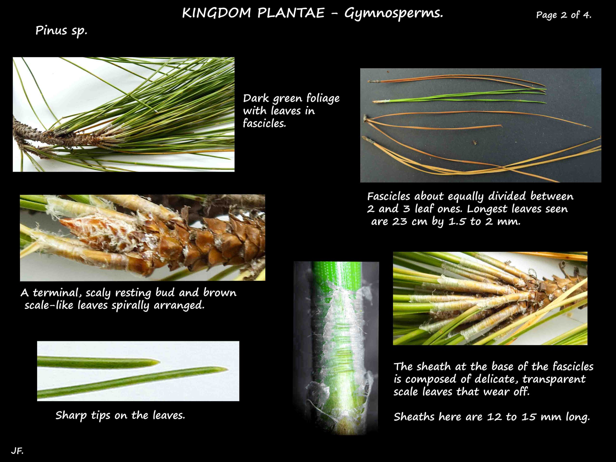 Pinaceae - Botany Brisbane