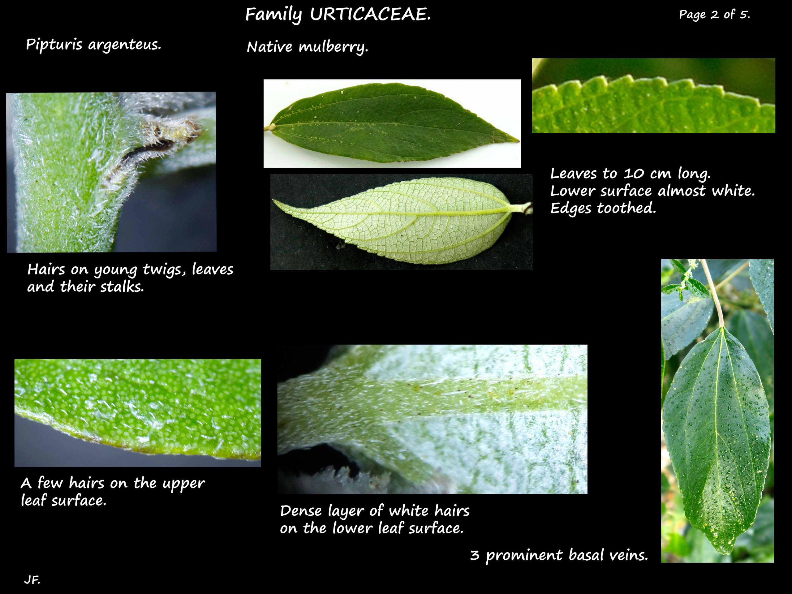 Pipturus argenteus - Botany Brisbane