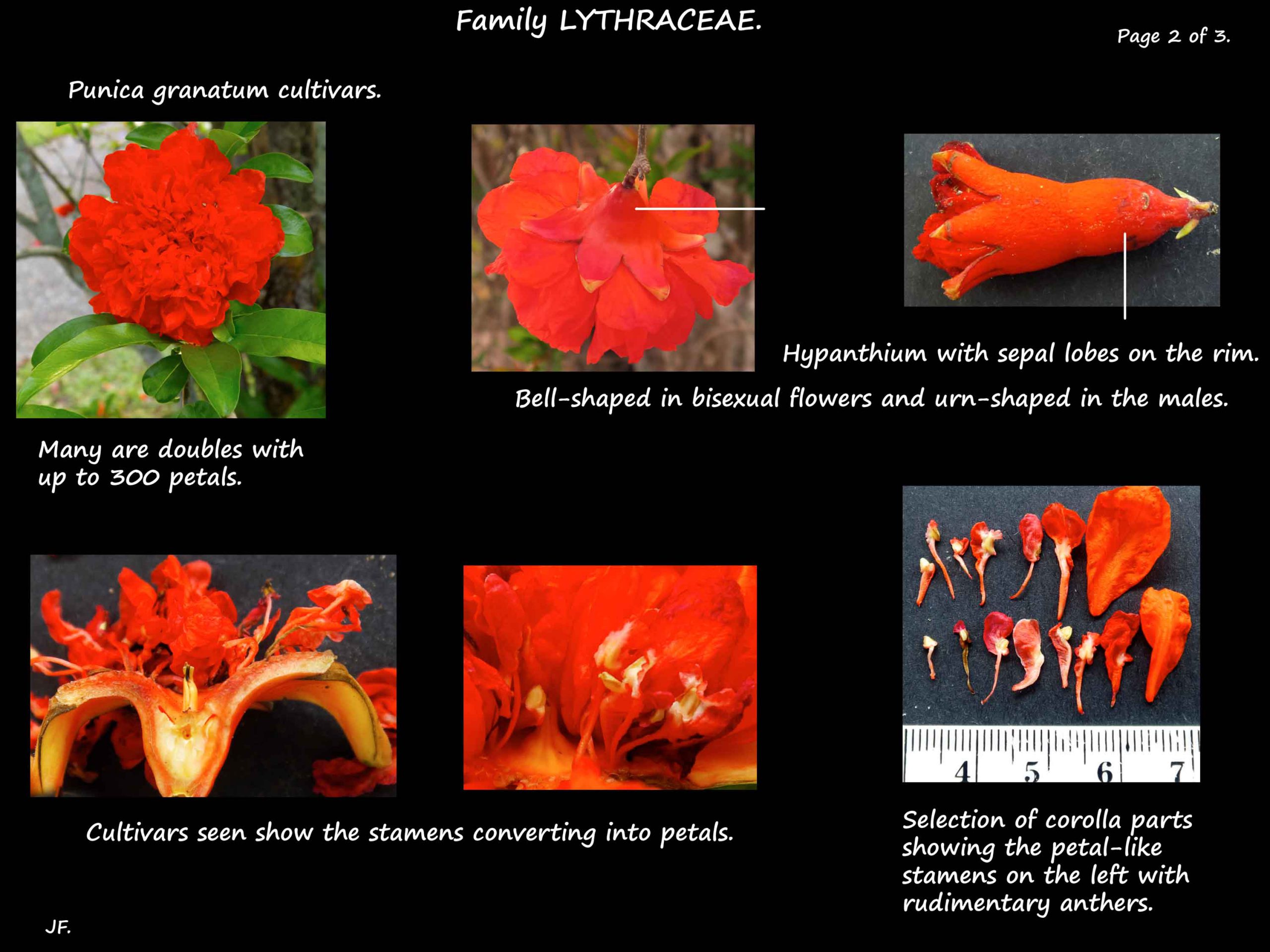 Punica granatum cultivars - Botany Brisbane