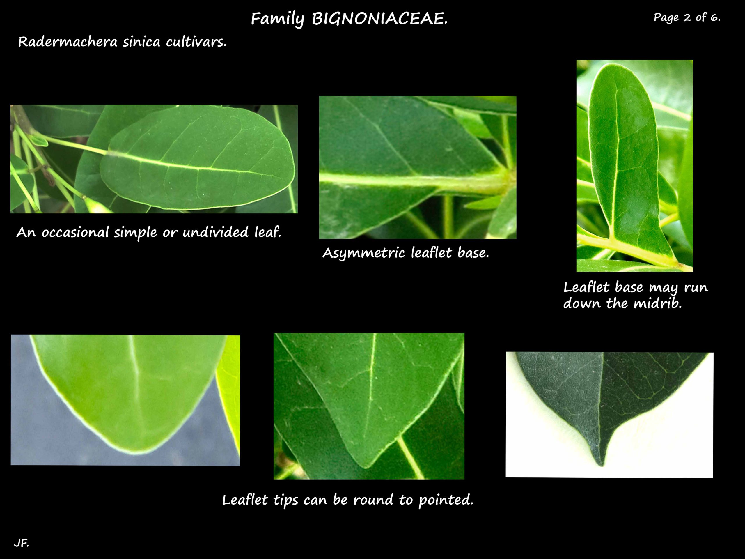 Radermachera cultivars - Botany Brisbane