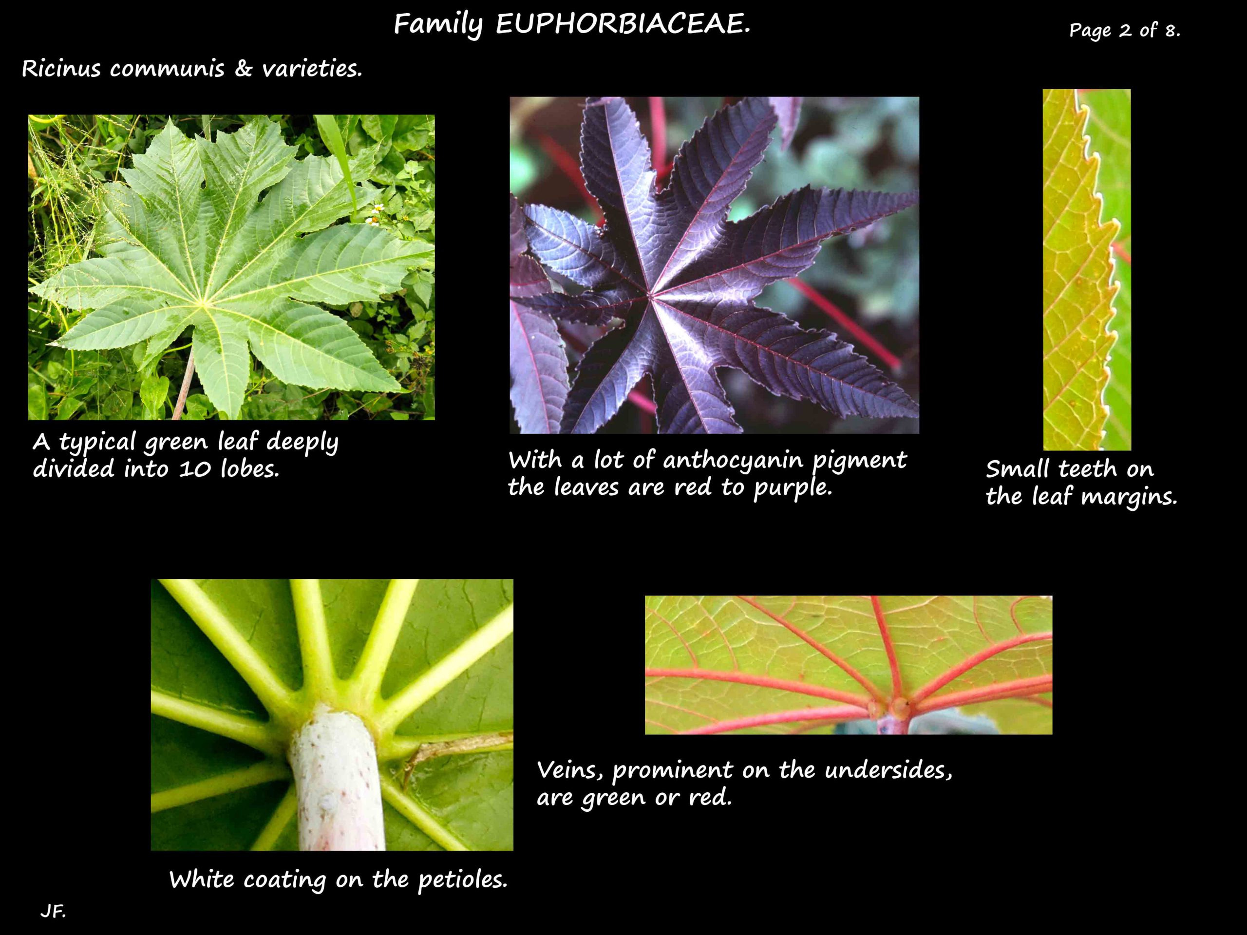 Ricinus communis - Botany Brisbane