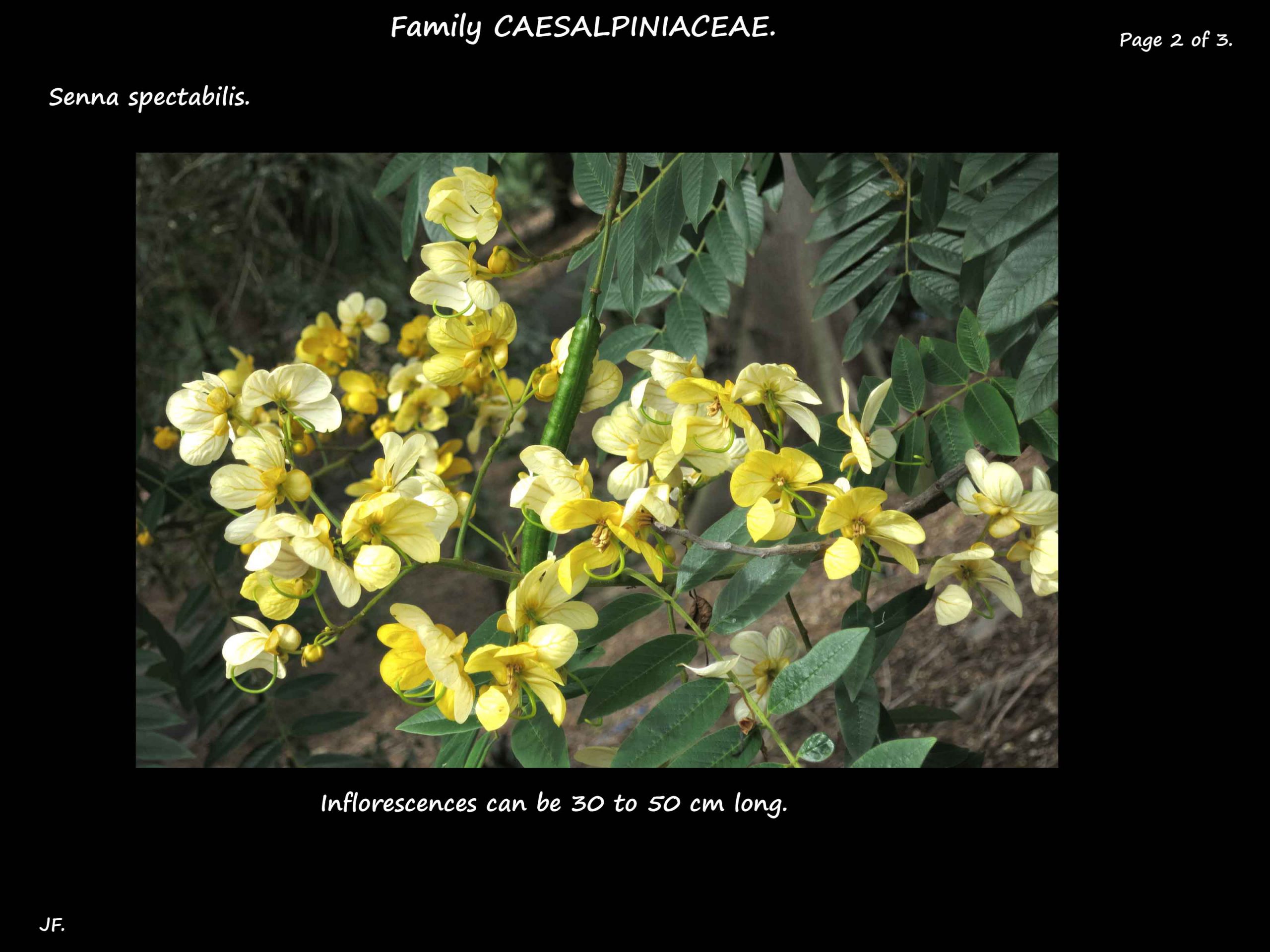 Senna spectabilis - Botany Brisbane