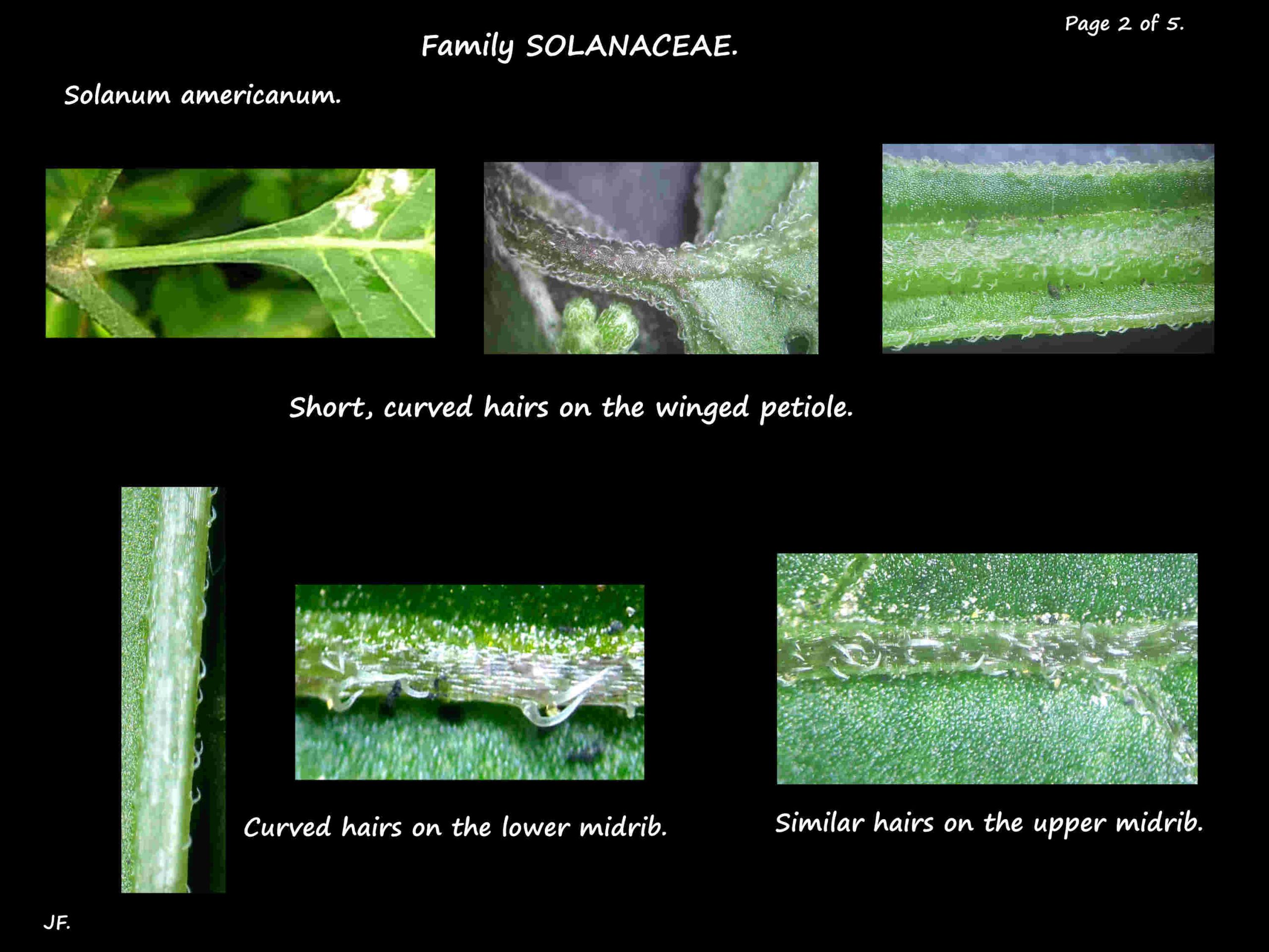 Solanum americanum - Botany Brisbane
